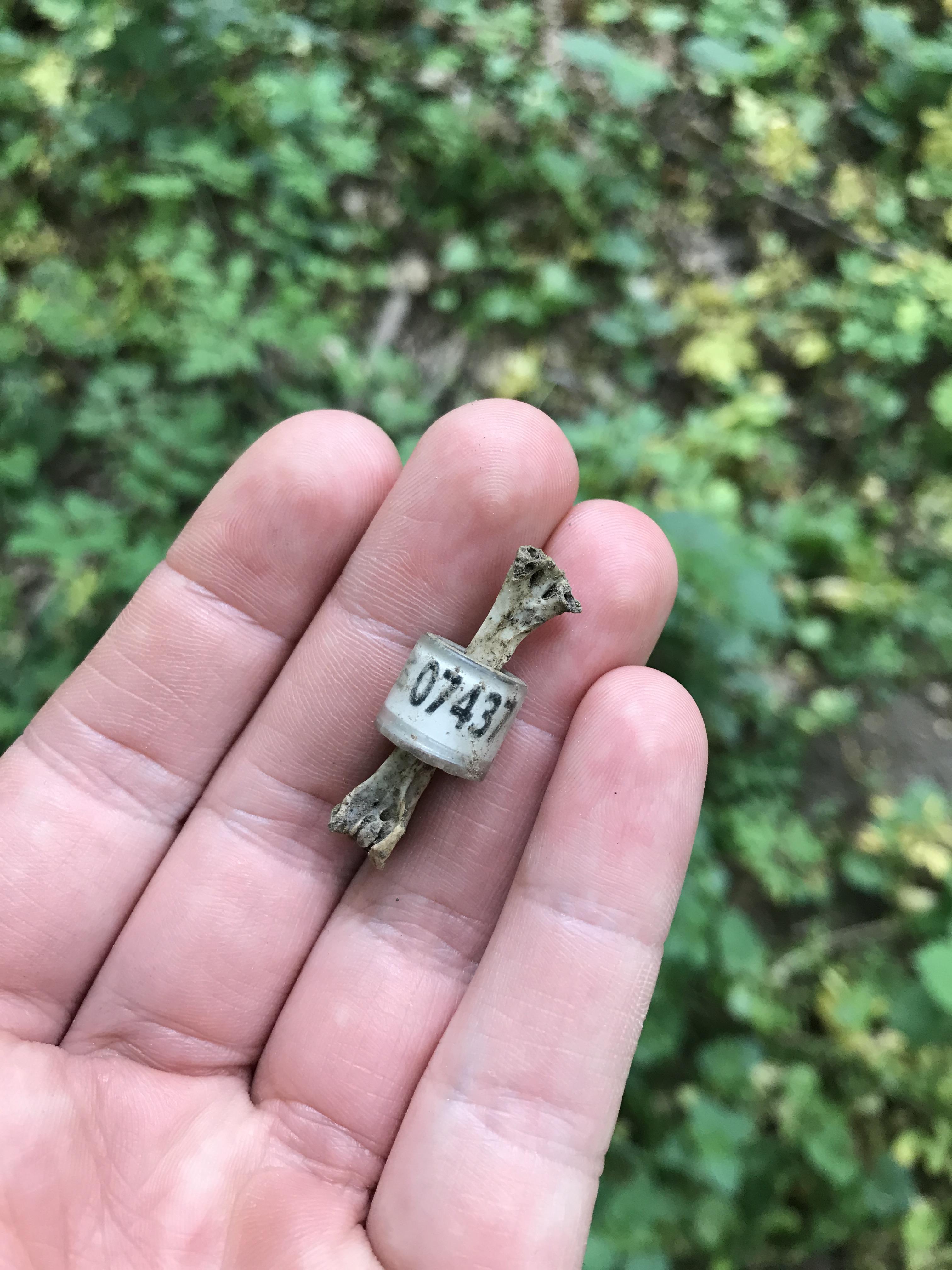 Poor bird | Scrolller