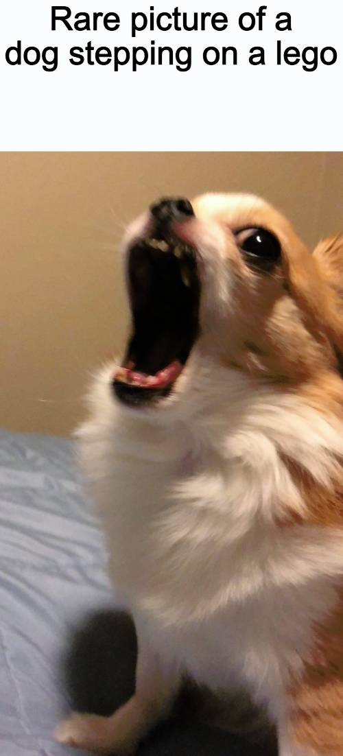 Poor doggo :( | Scrolller