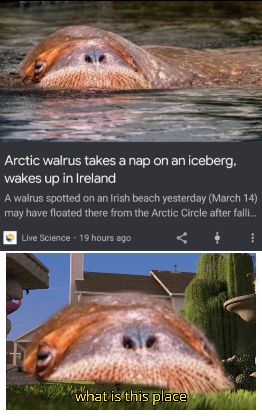 Poor guy | Scrolller