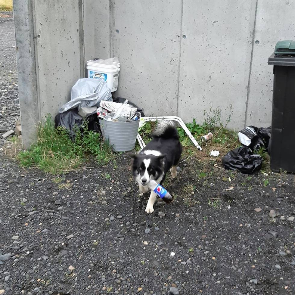 Poor icelandic doggo scours trash for bepis | Scrolller