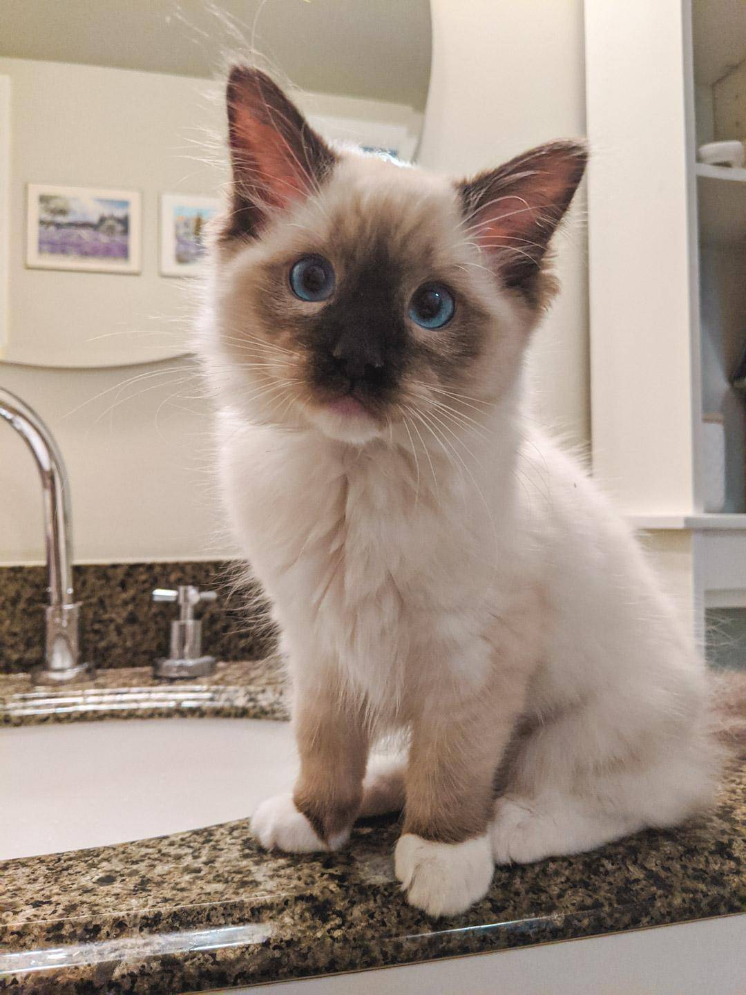 Poppy mastered "ragdoll eyes" very early | Scrolller