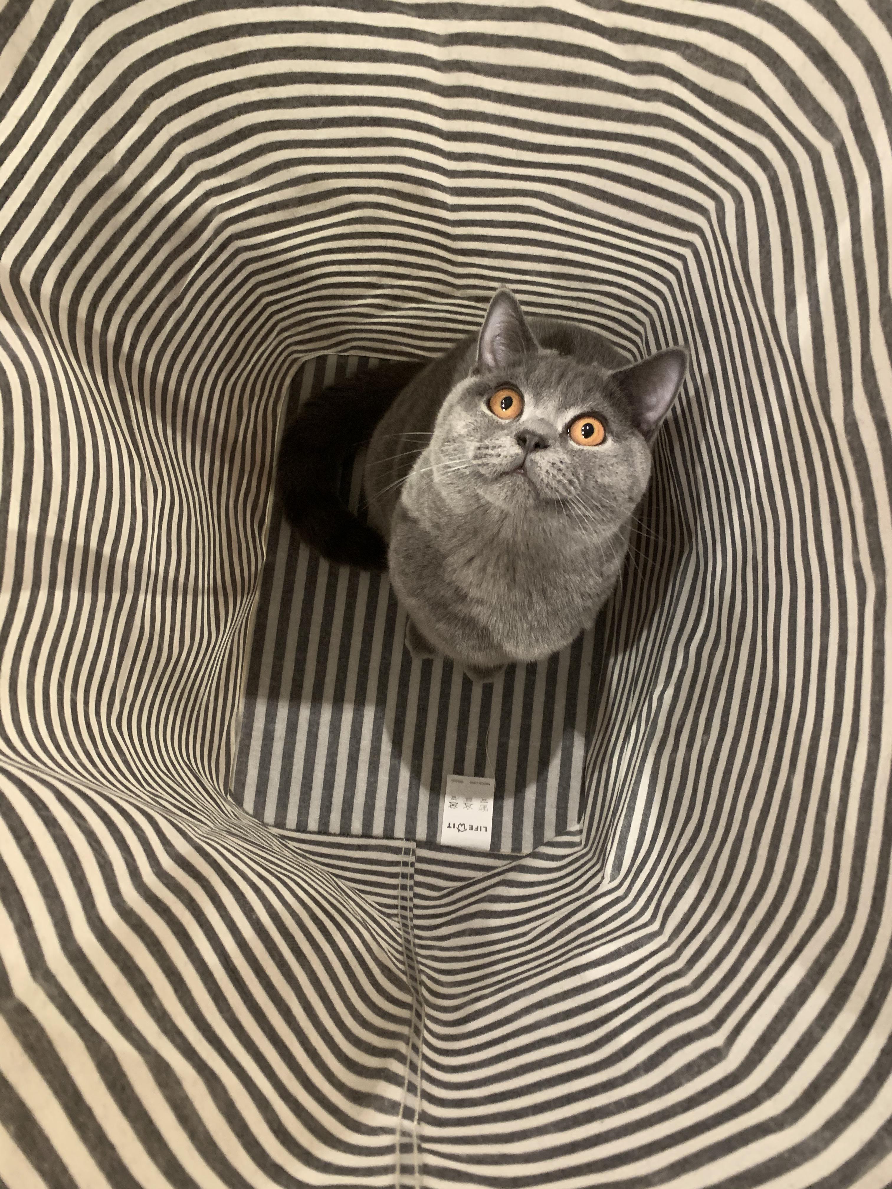 Portal to the Cat Dimension | Scrolller