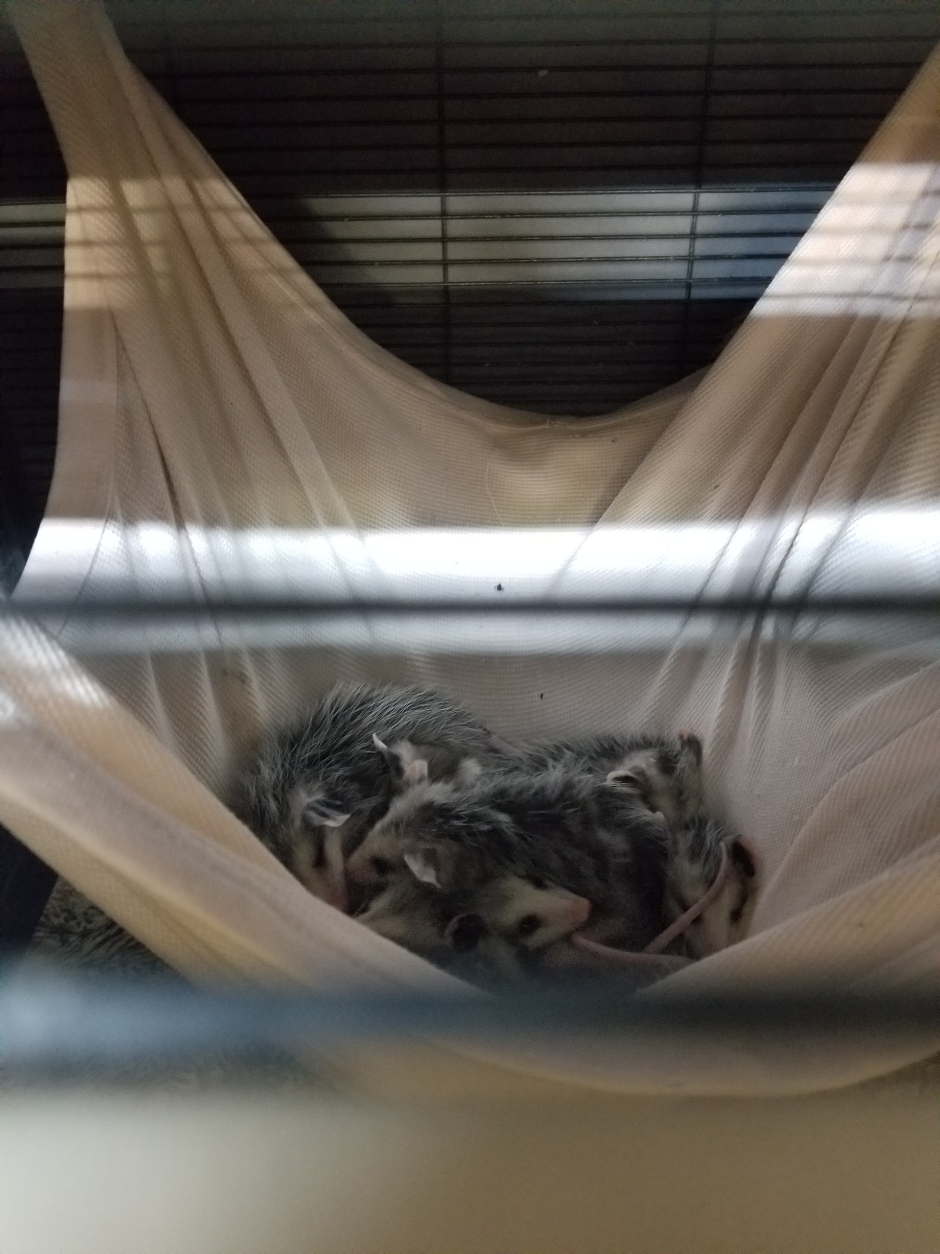 Poss pile! | Scrolller