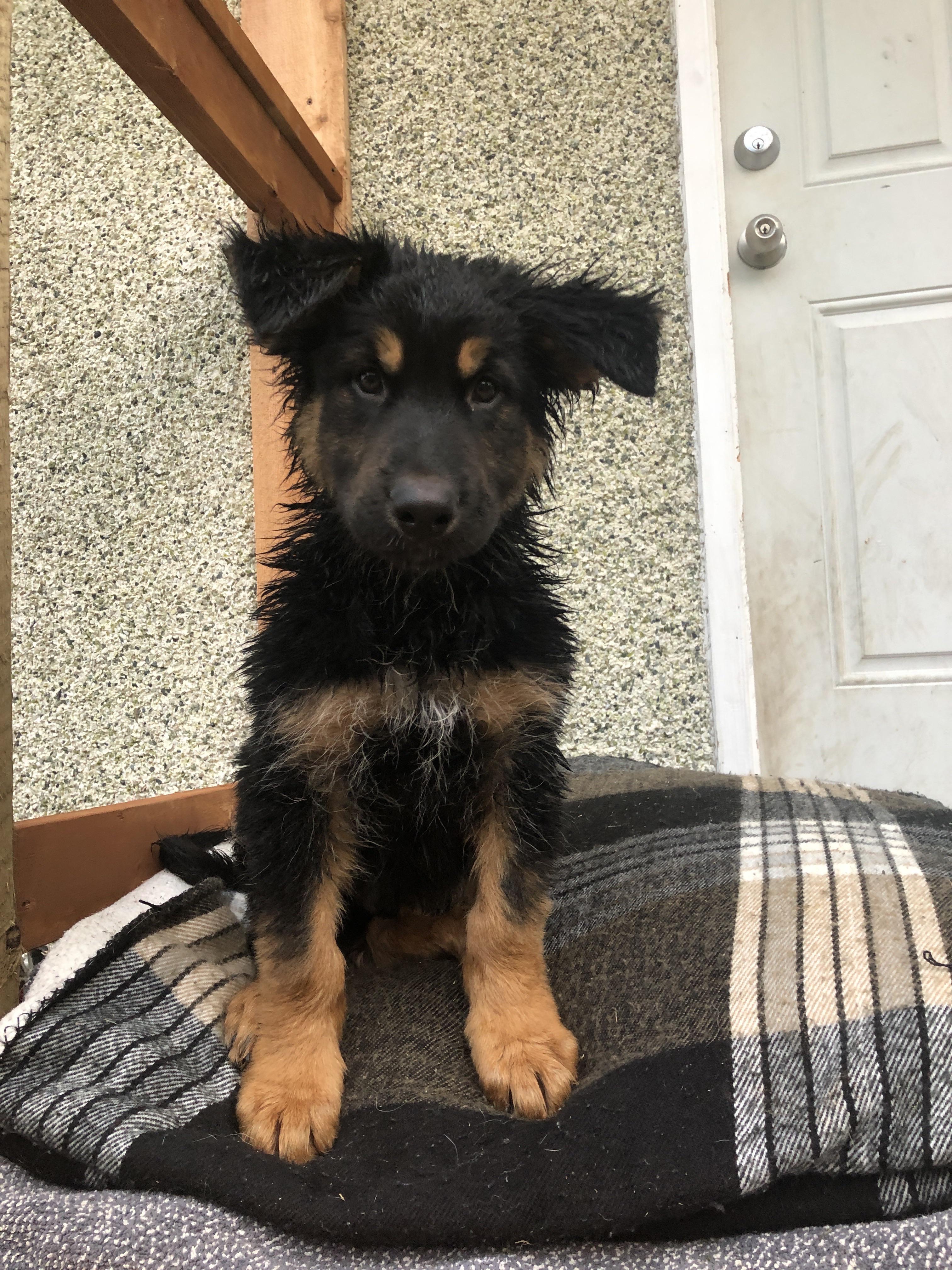 Post-bath pupper | Scrolller