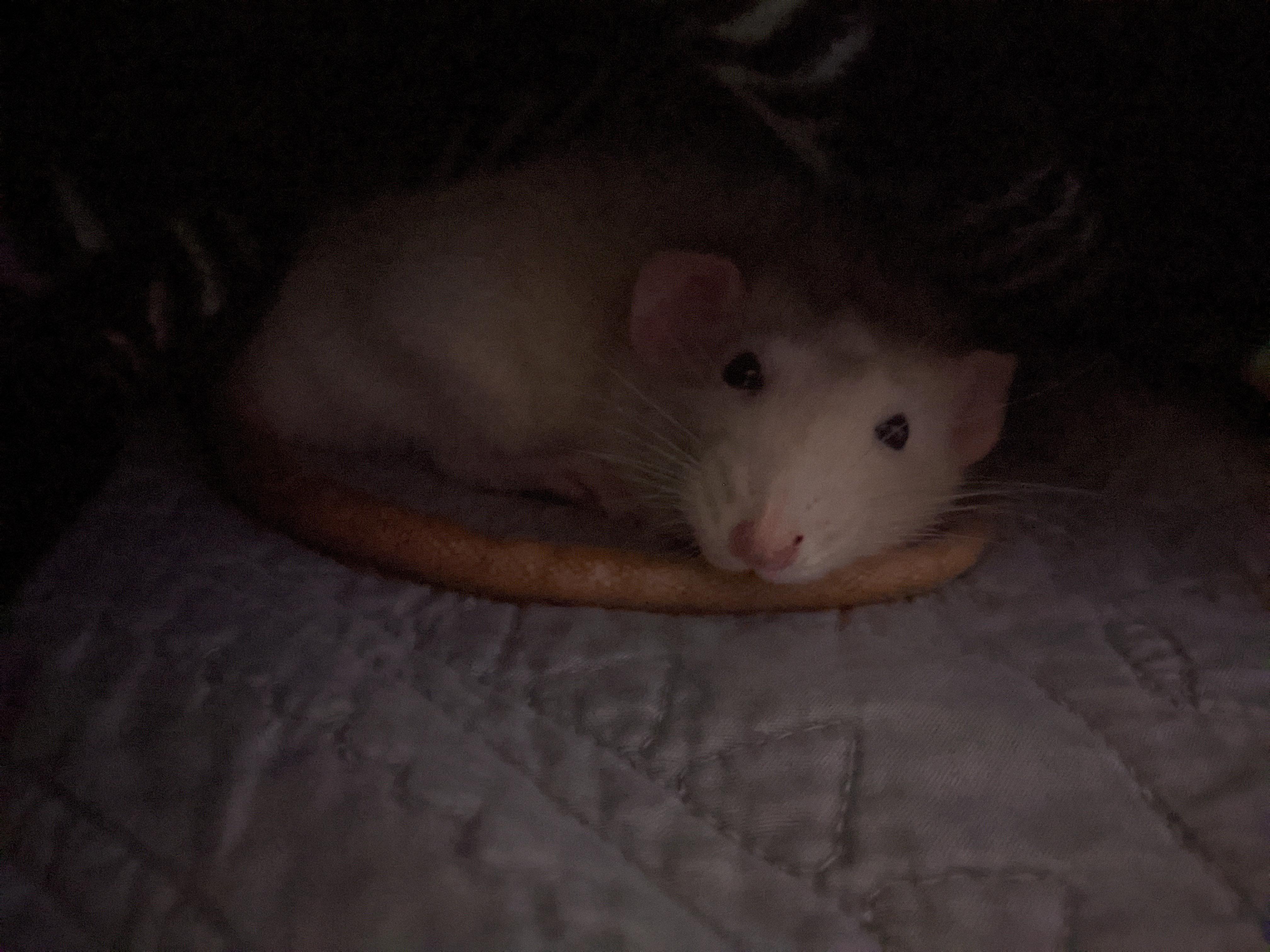 Pre-bedtime cuddles! How something weighing less than 300g can force me ...