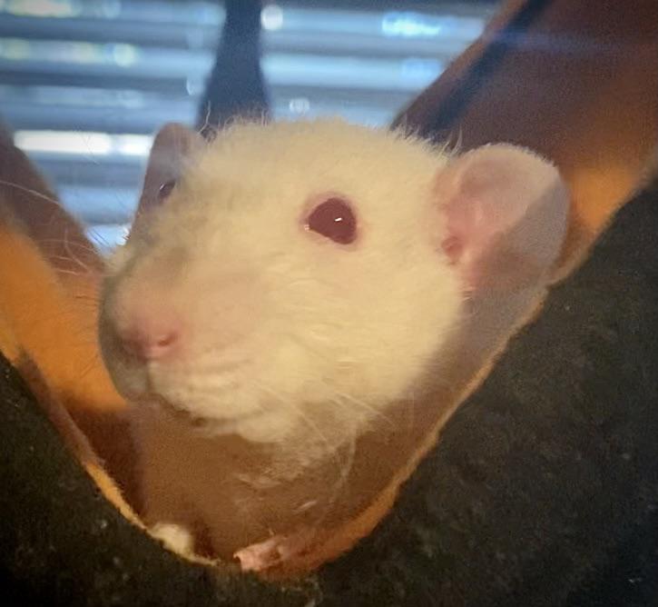 Precious HONEY must be protected | Scrolller