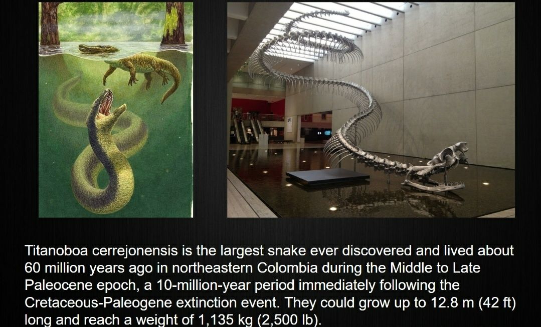 Prehistoric Titanoboa Snake | Scrolller