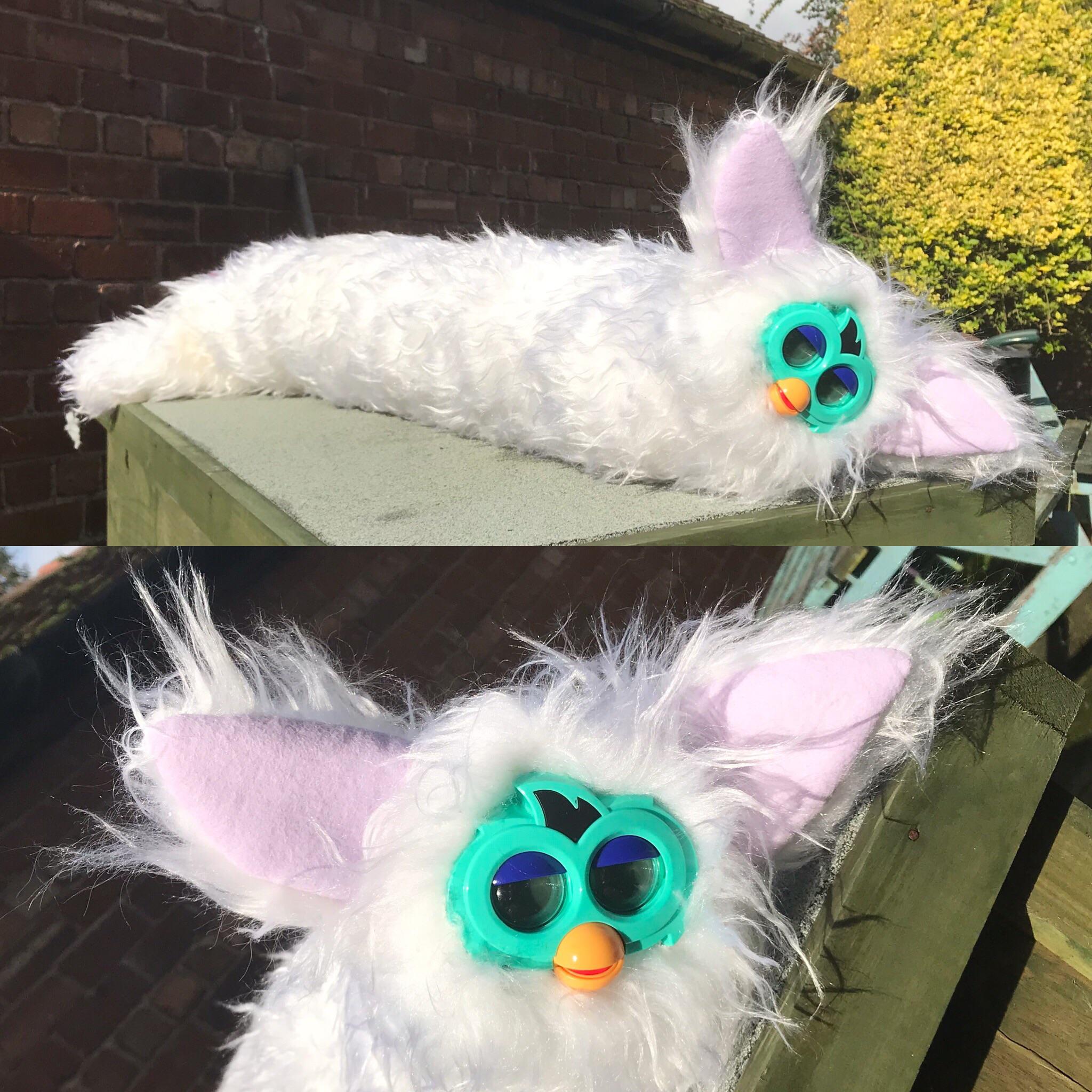 Presenting my firstborn, Lady Chippenham Von Flember | Scrolller