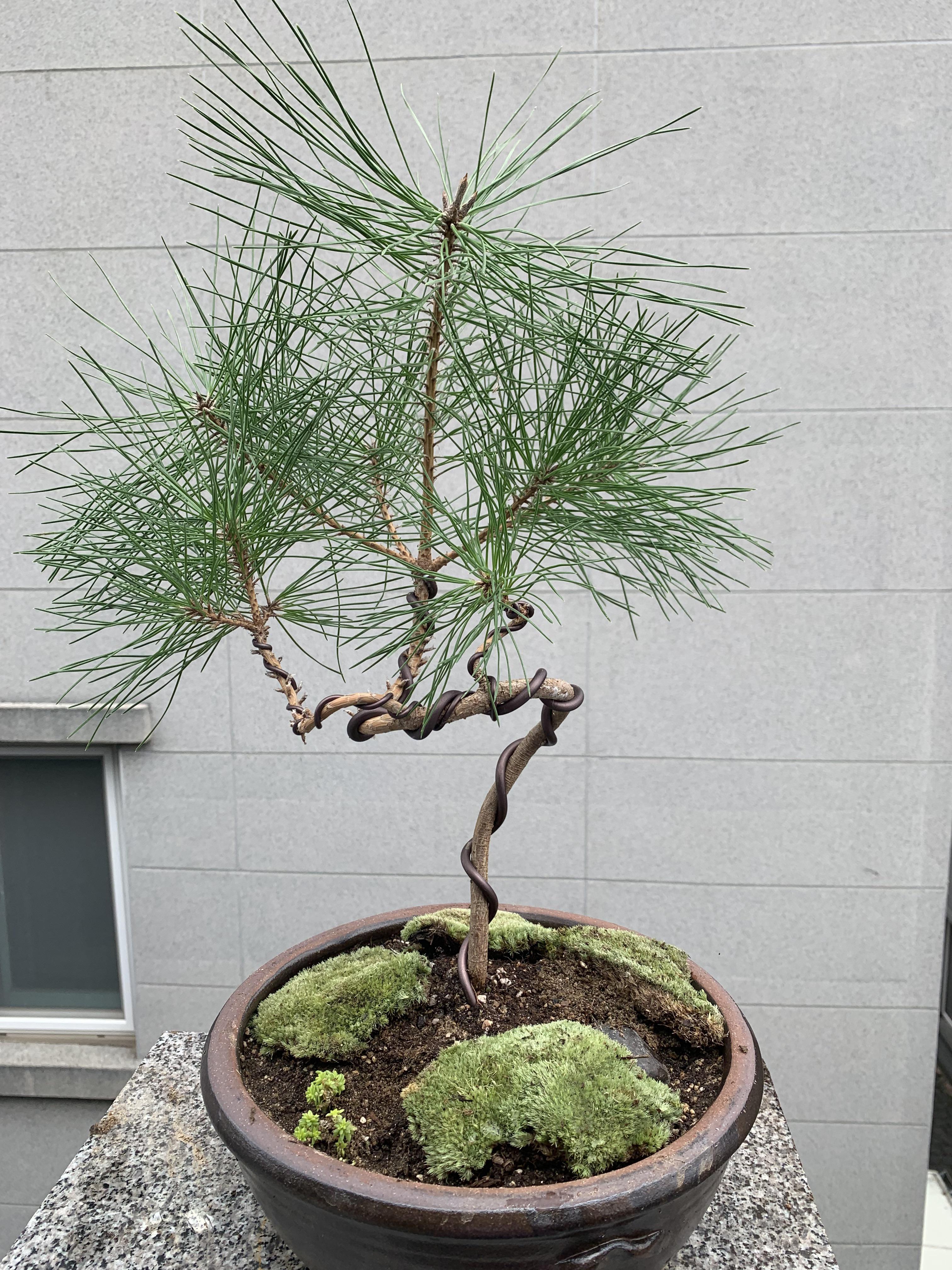 Pretty happy after repotting my Korean pine. Do you think I should bring it inside when winter ...