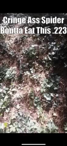 Pretty sure this counts | Scrolller