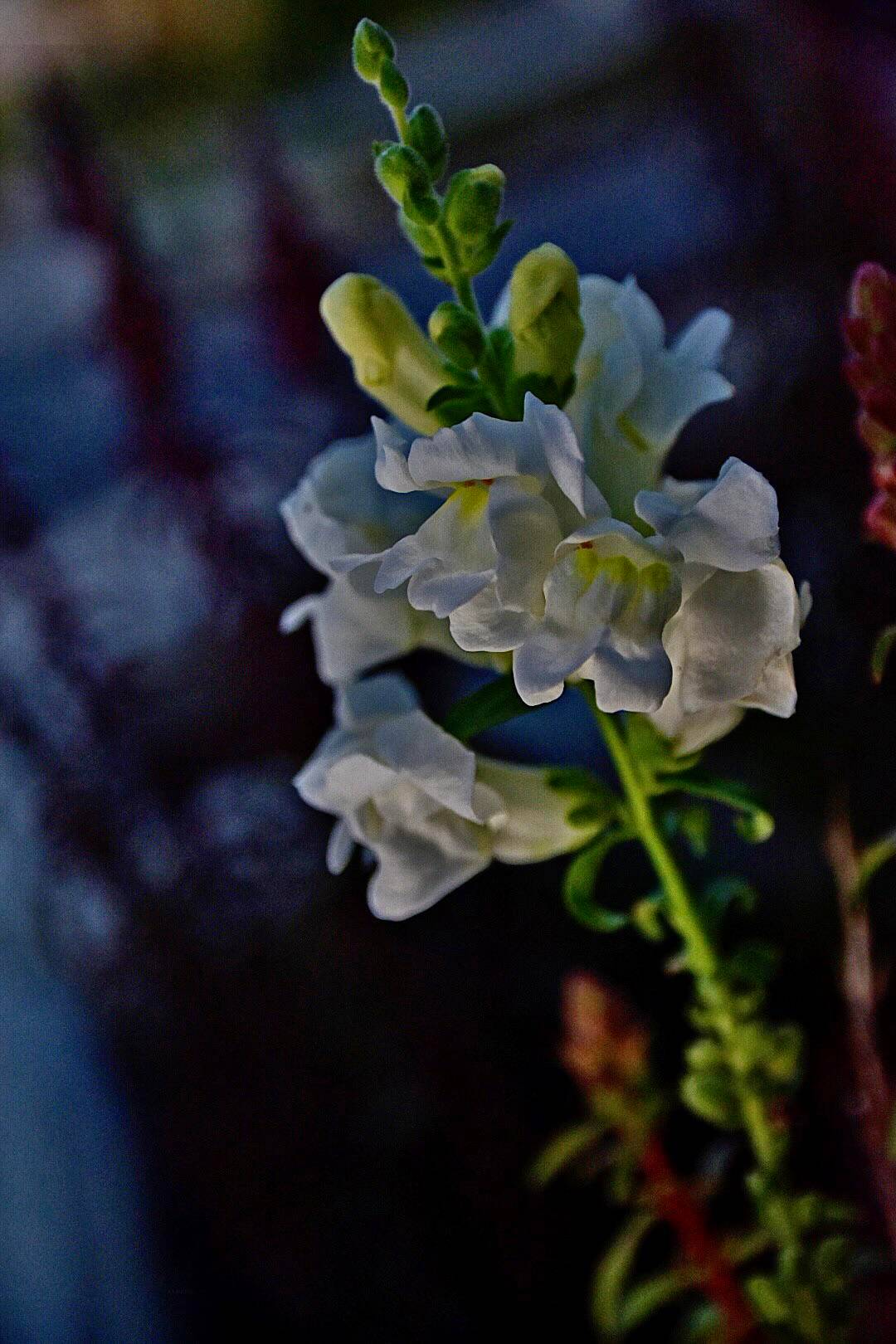 Pretty thing | Scrolller