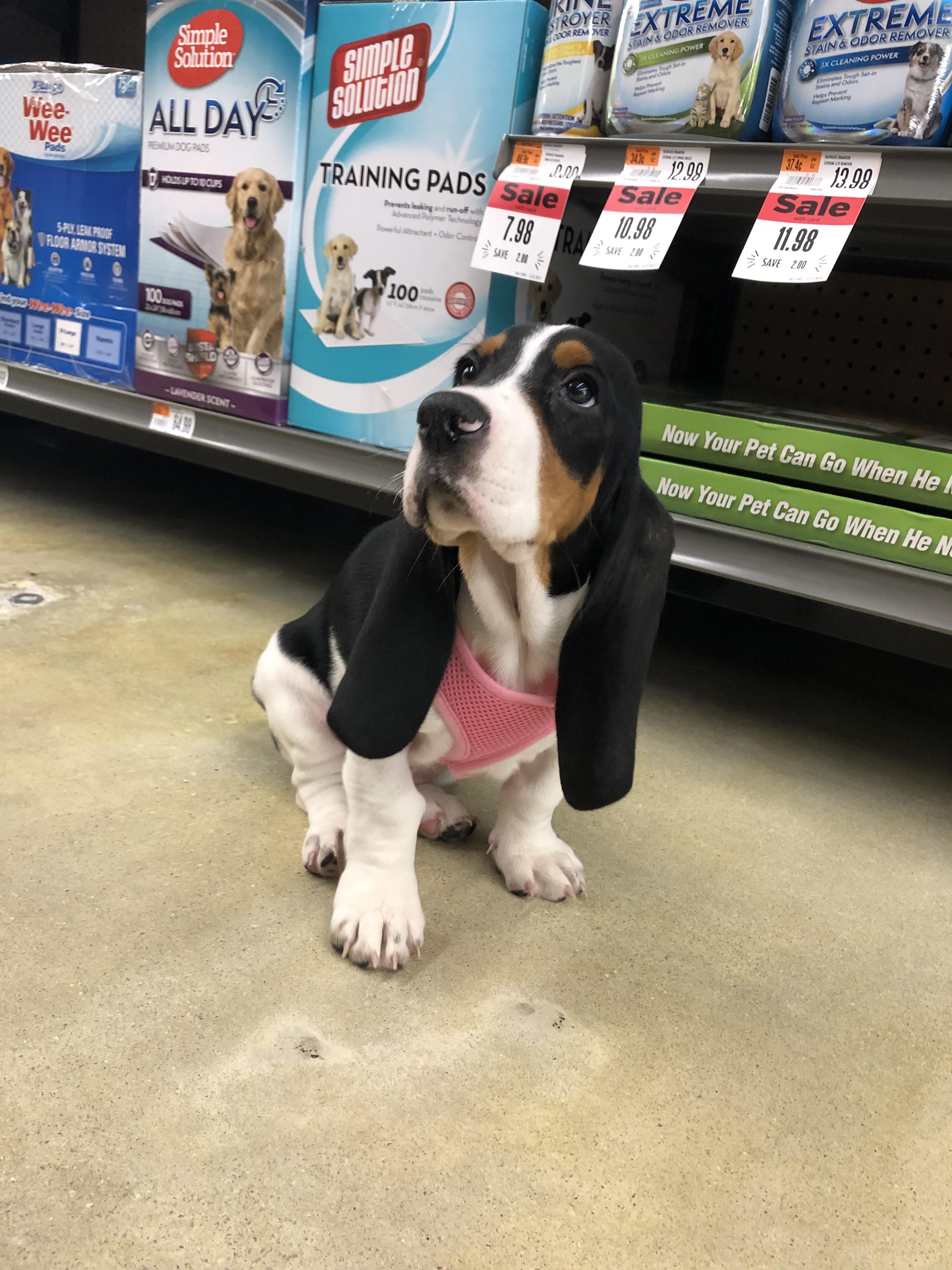 Priscilla got little girl harness | Scrolller