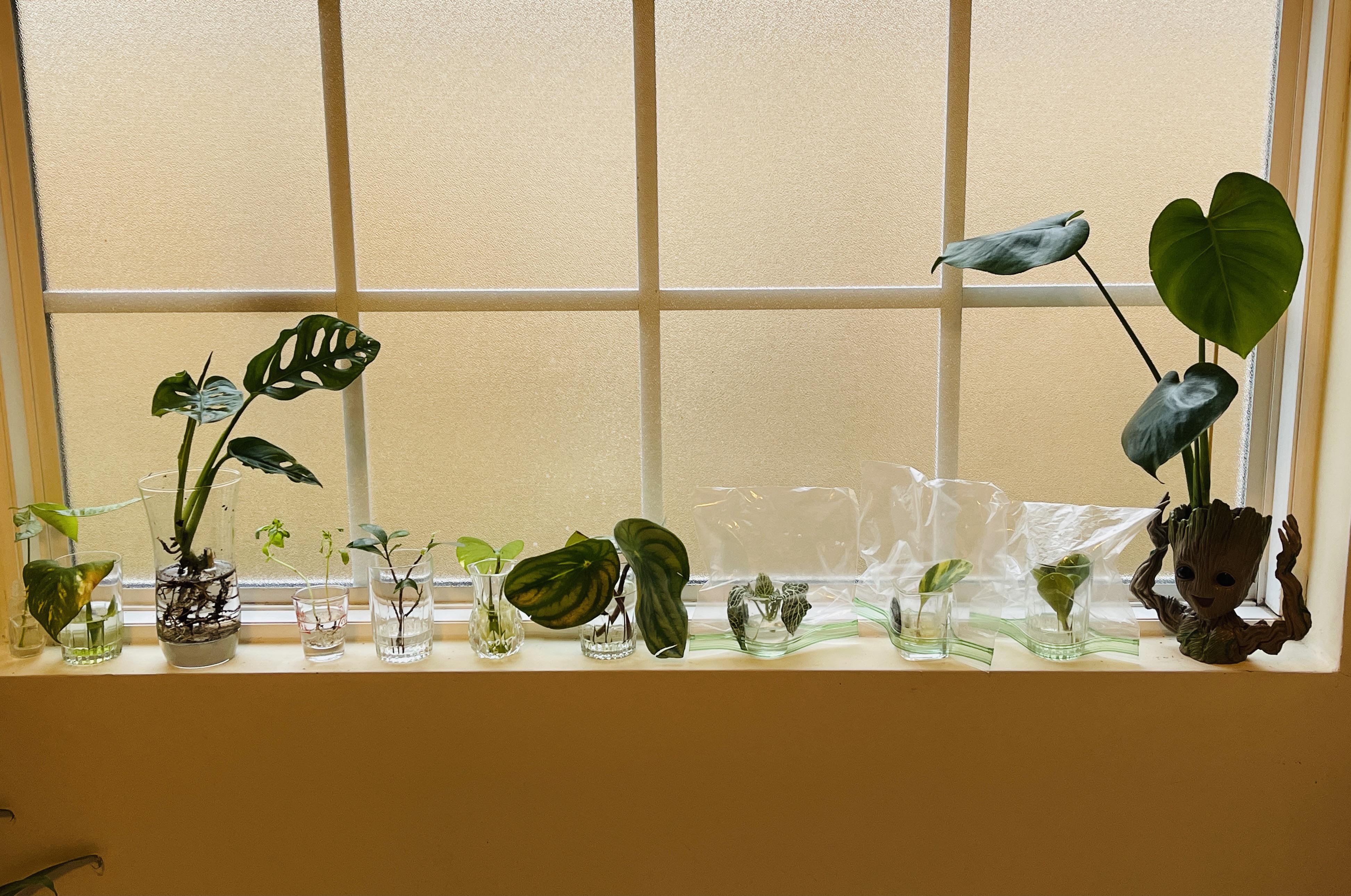 Prop window | Scrolller