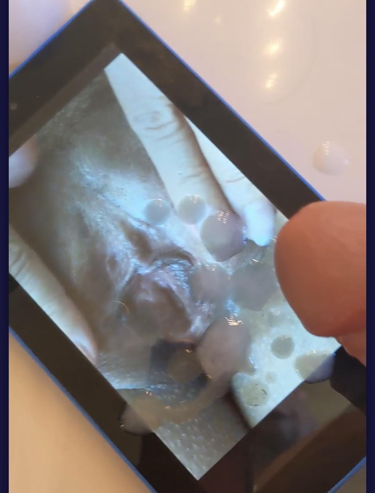 Proper tribute | Scrolller