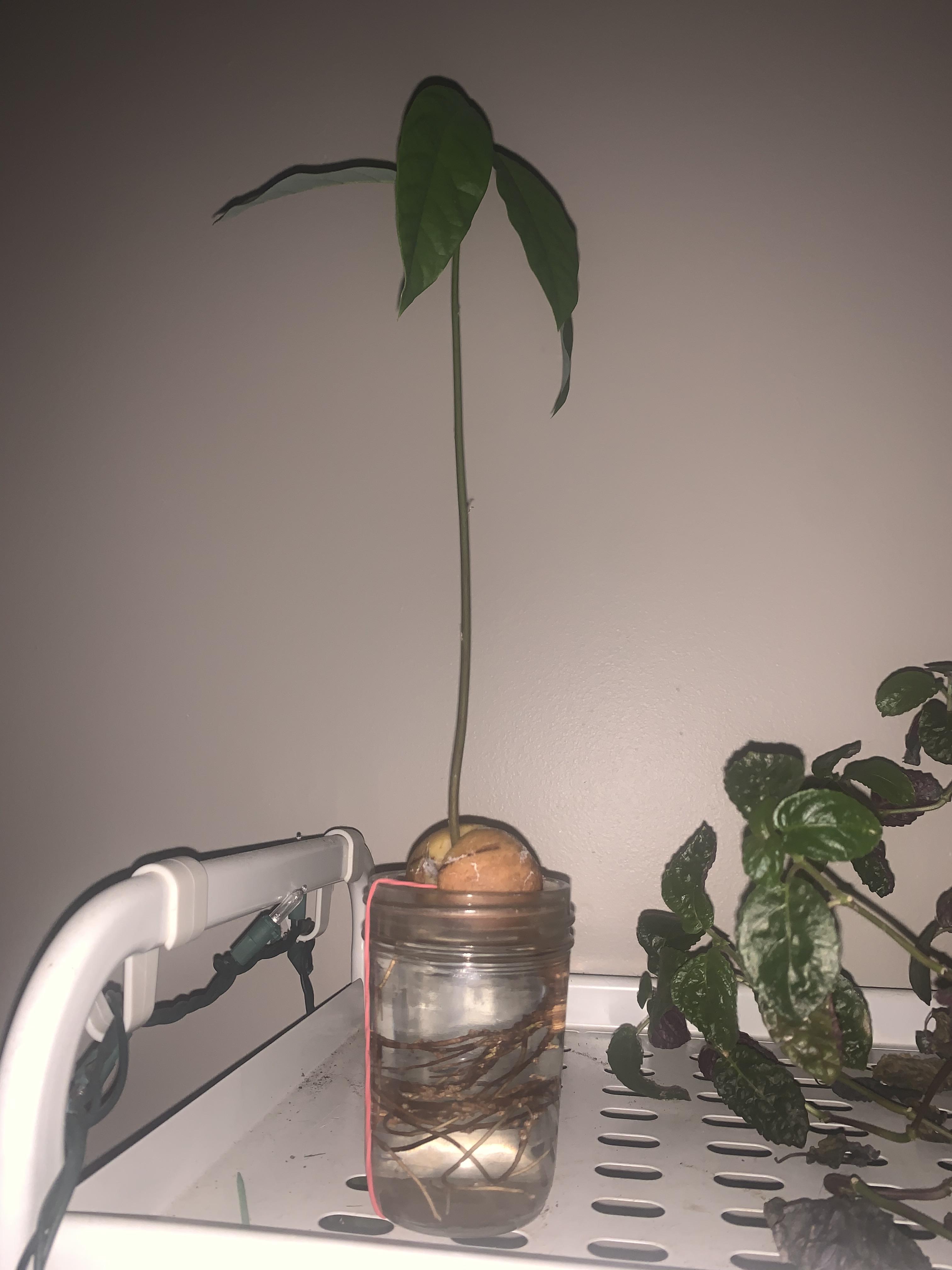 Prune? Ready for soil? | Scrolller