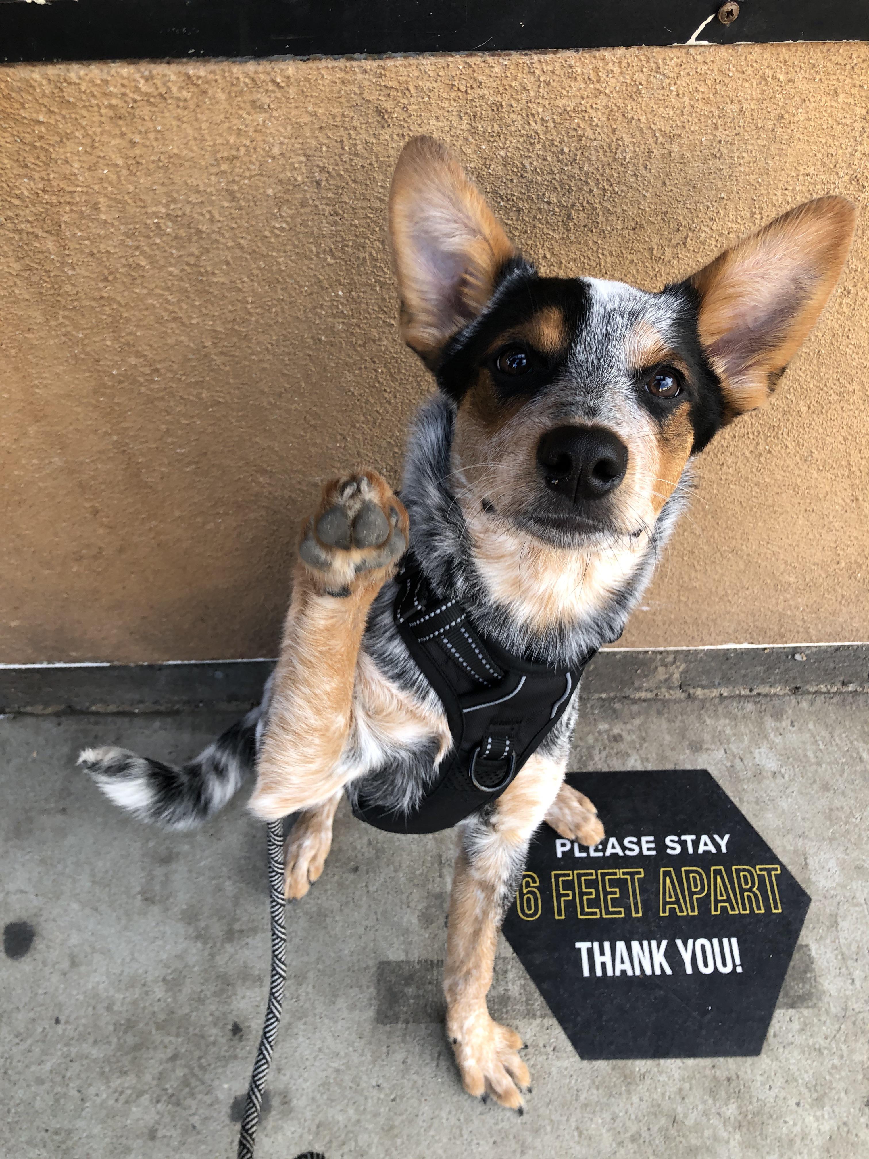 PSA from your friendly neighborhood cattle dog | Scrolller
