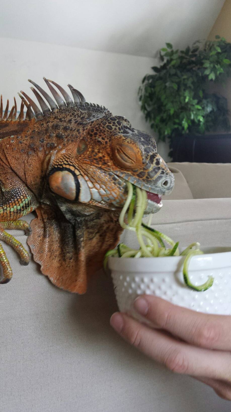 PSA- Spiralizers are awesome. Quick, safe, easy to eat | Scrolller