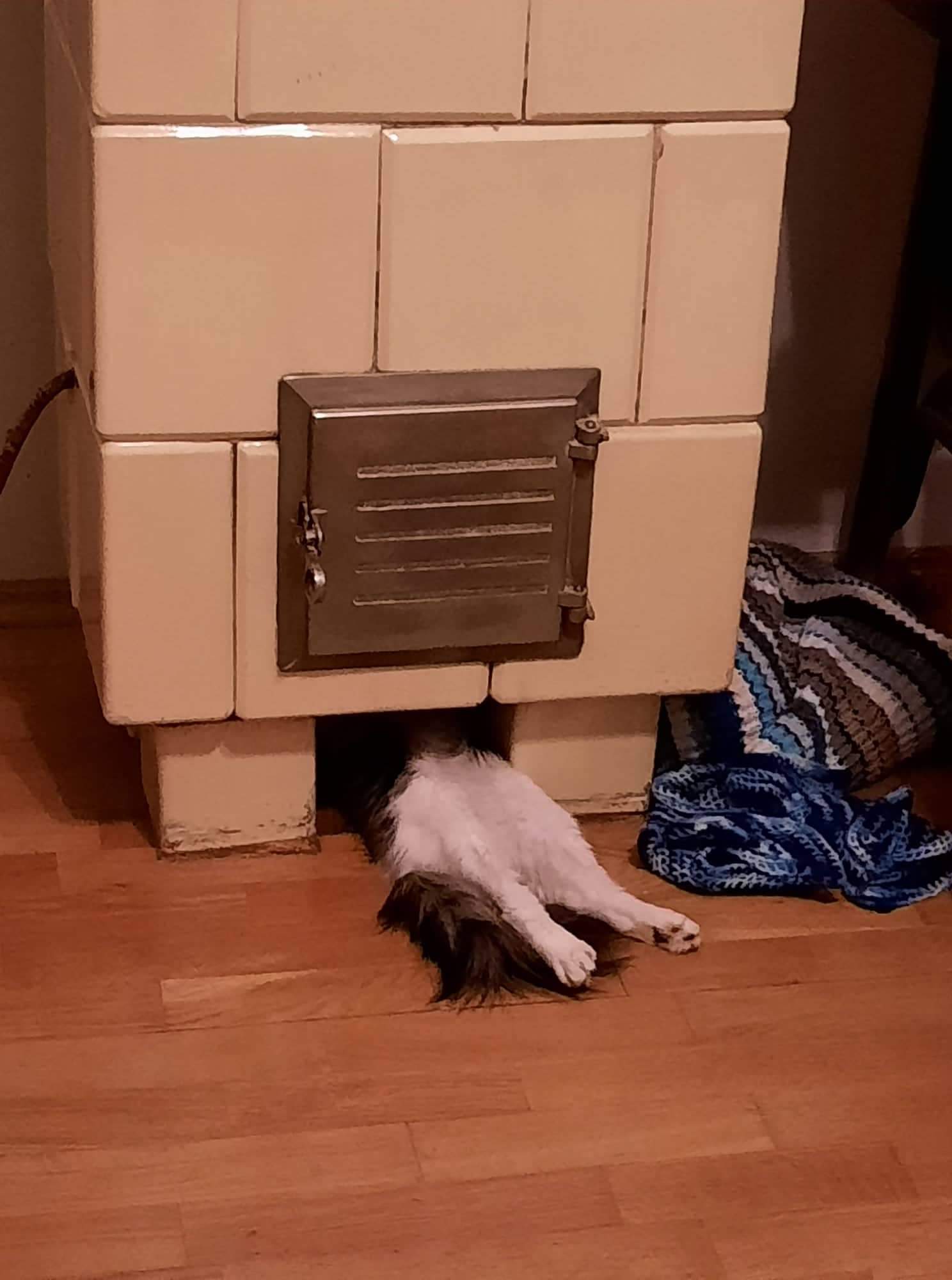 PsBattle: cat sleeping under the chimney | Scrolller