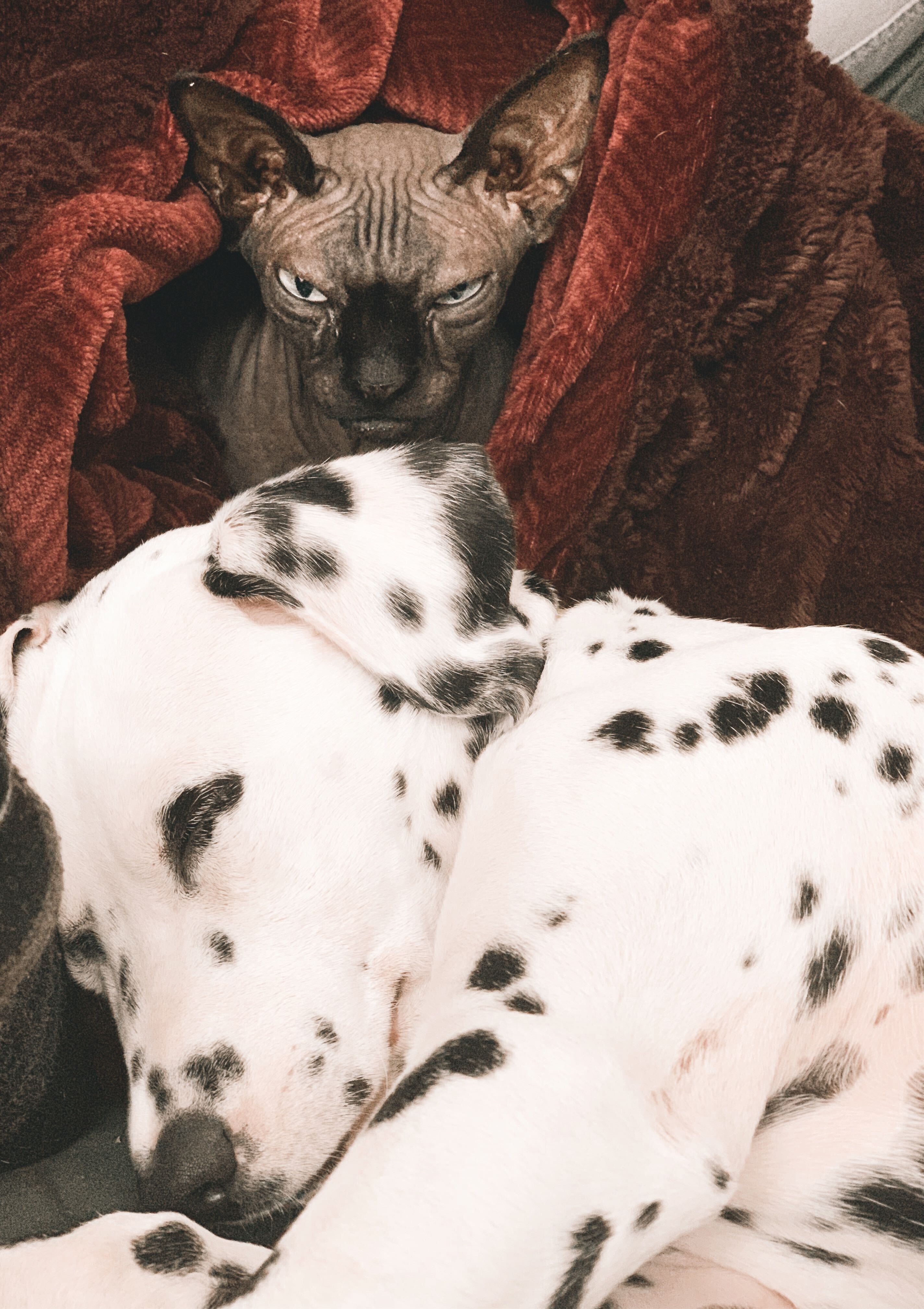 PsBattle: This Cat and Sleeping Dog | Scrolller