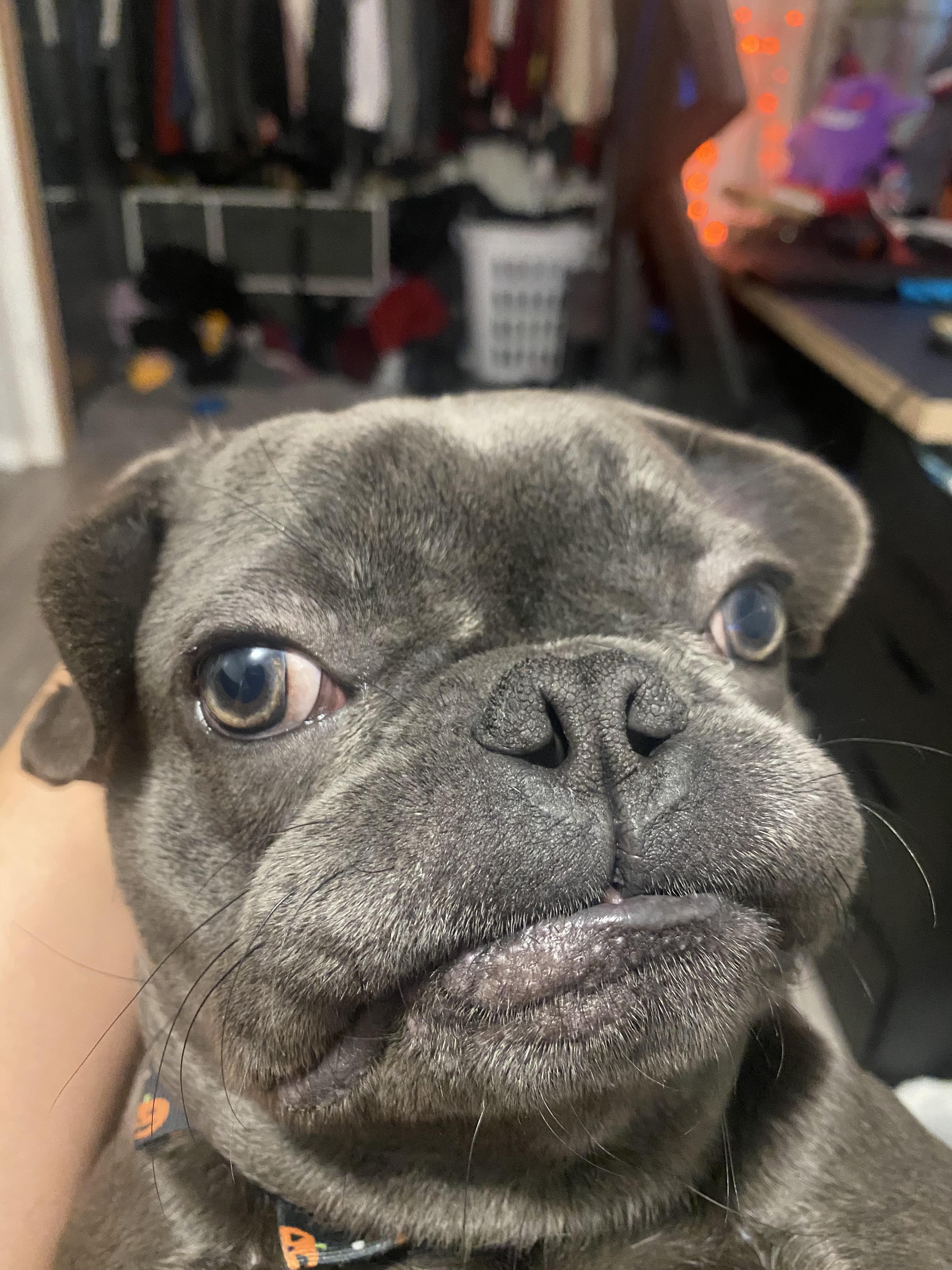 pug in disguise | Scrolller