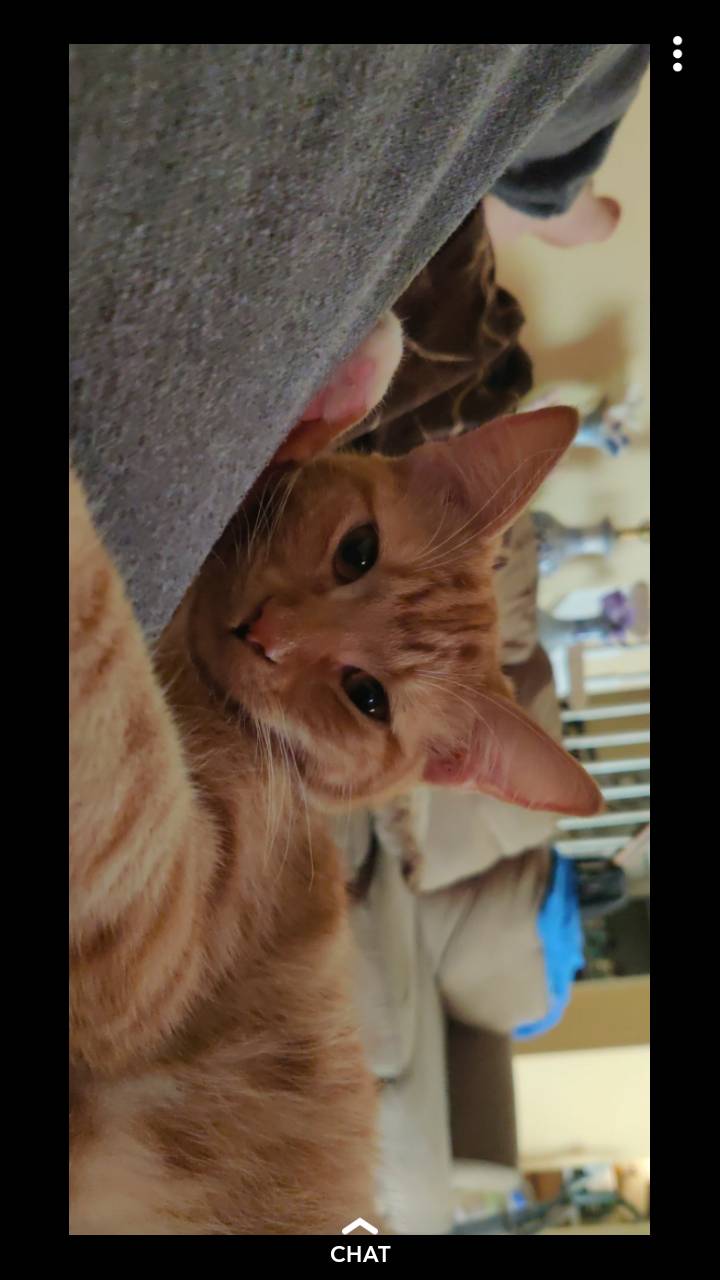 Pumpkin being the prettiest model ever | Scrolller