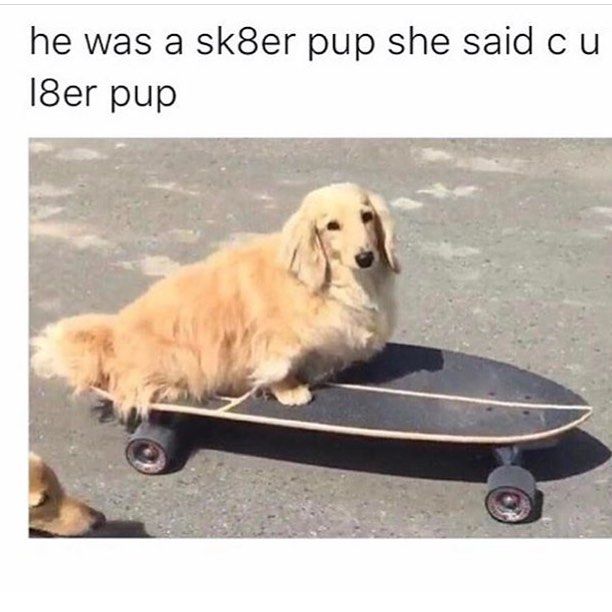 pupper | Scrolller