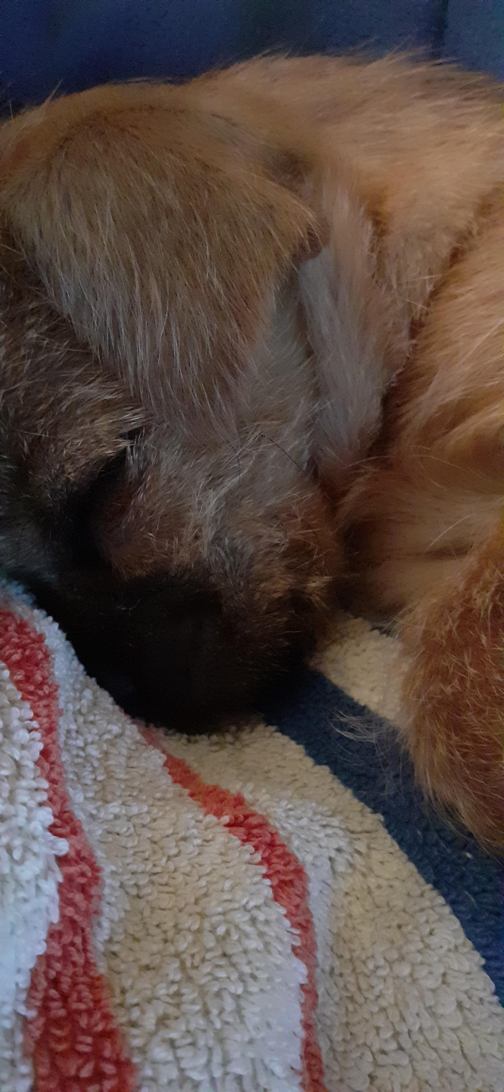 Pupper snooze | Scrolller