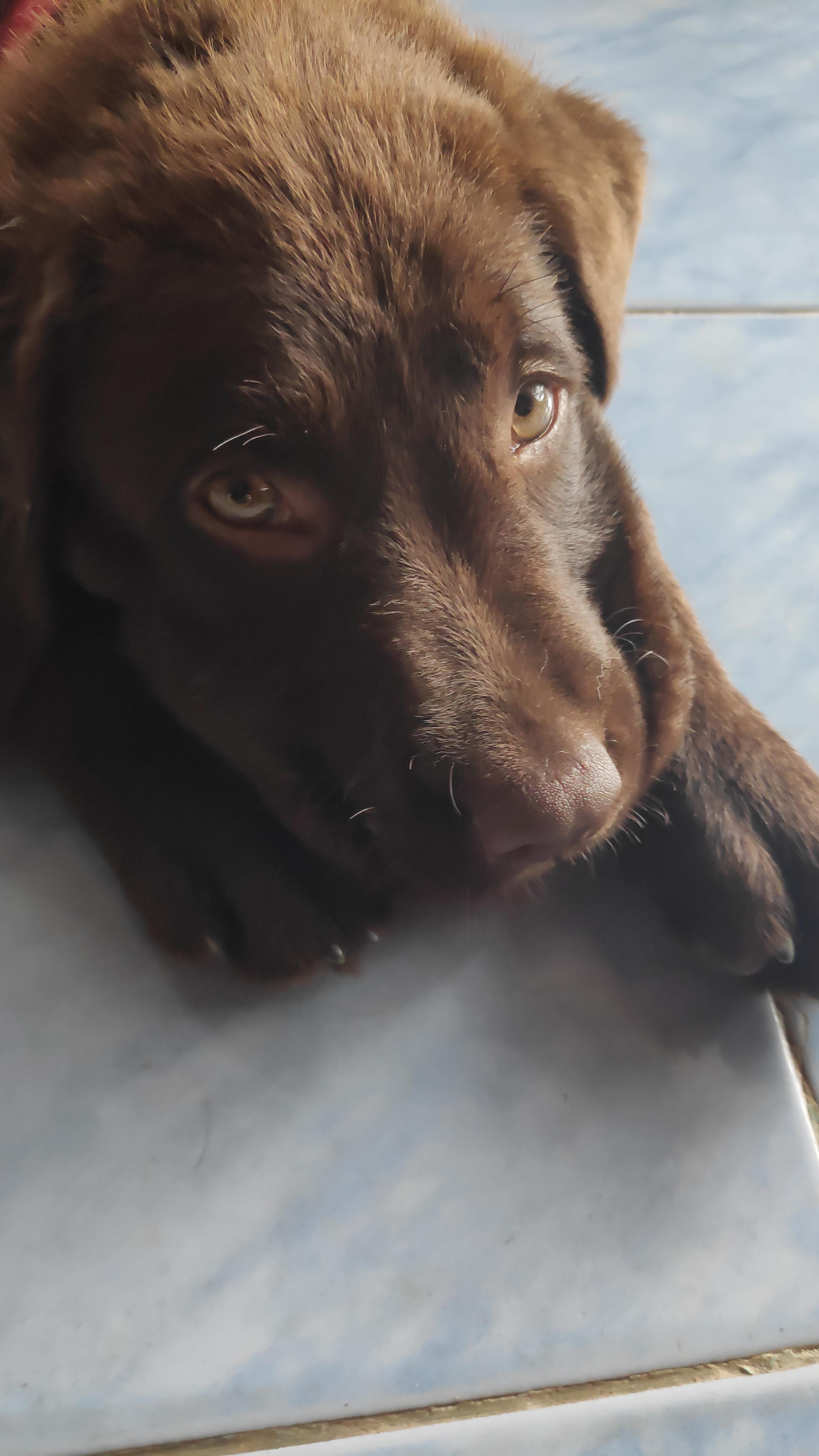 pupper squish | Scrolller