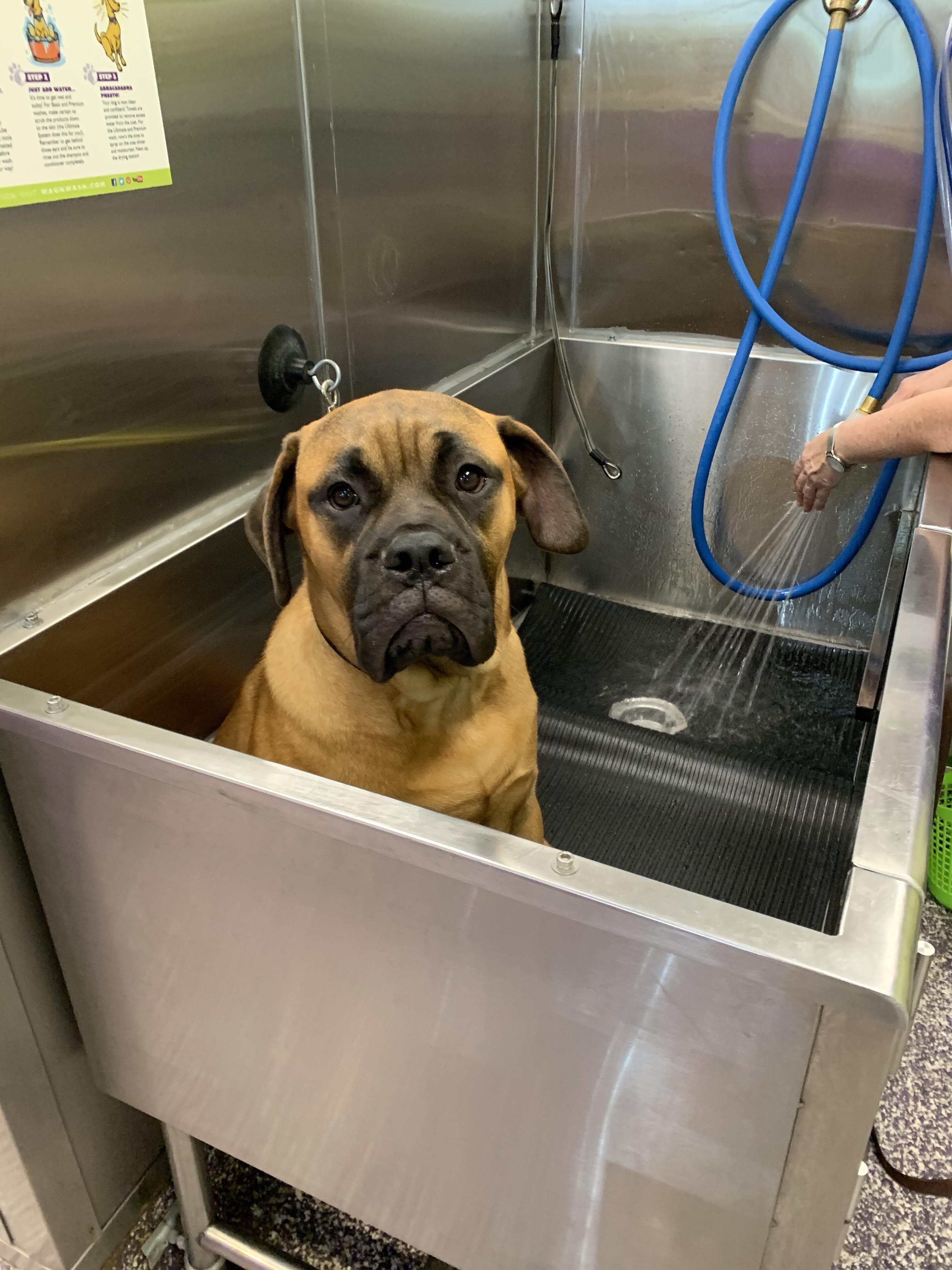 Pupper's first bath / pupper betrayed | Scrolller