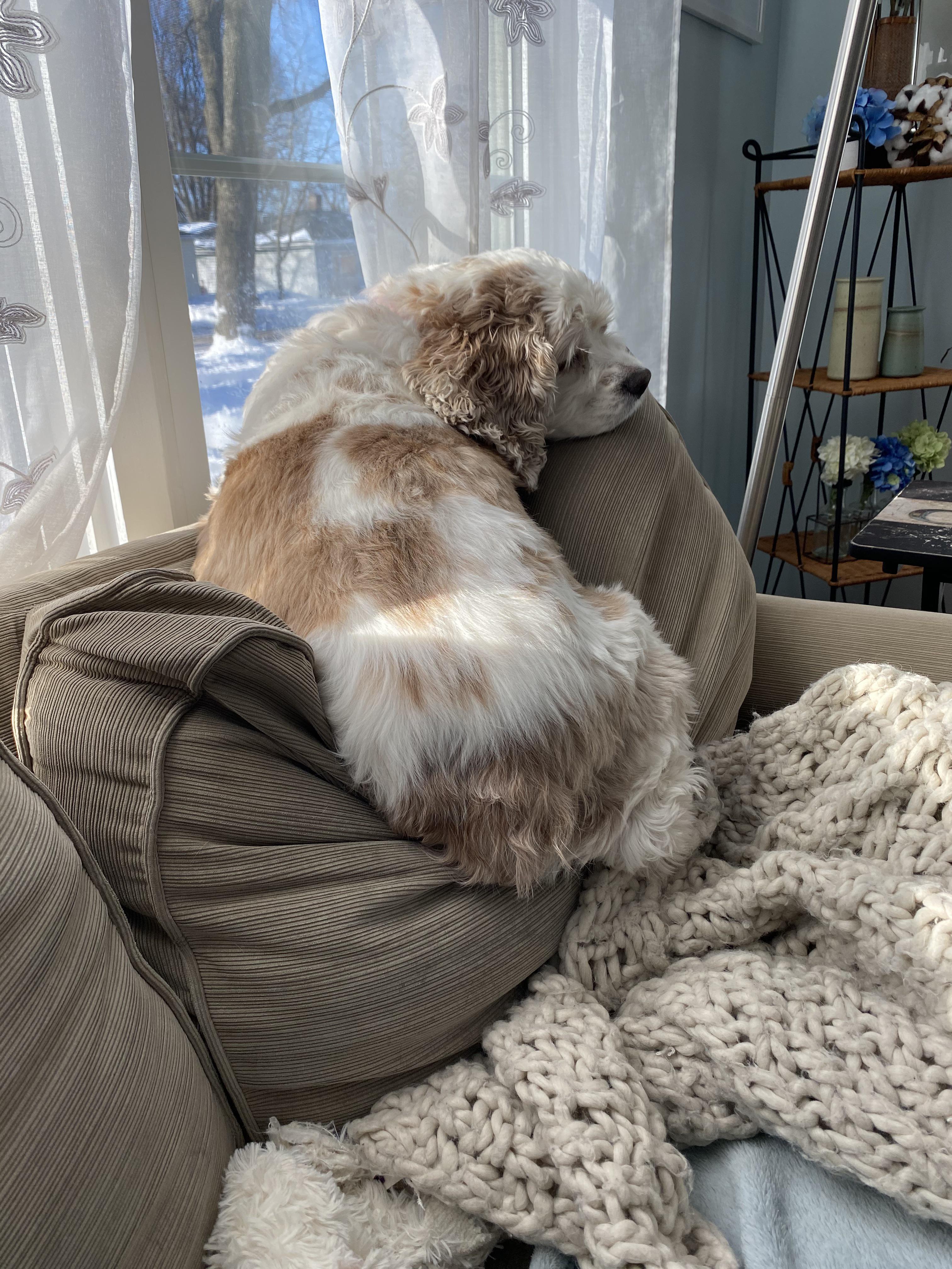 Puppy loaf | Scrolller