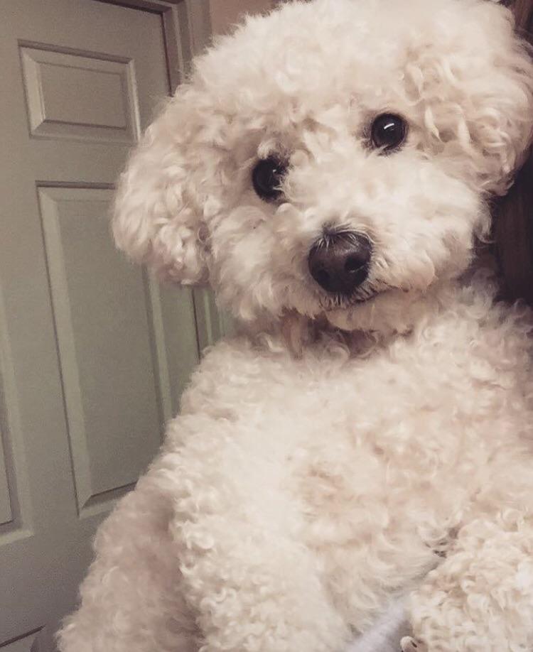 Pure Fluff | Scrolller