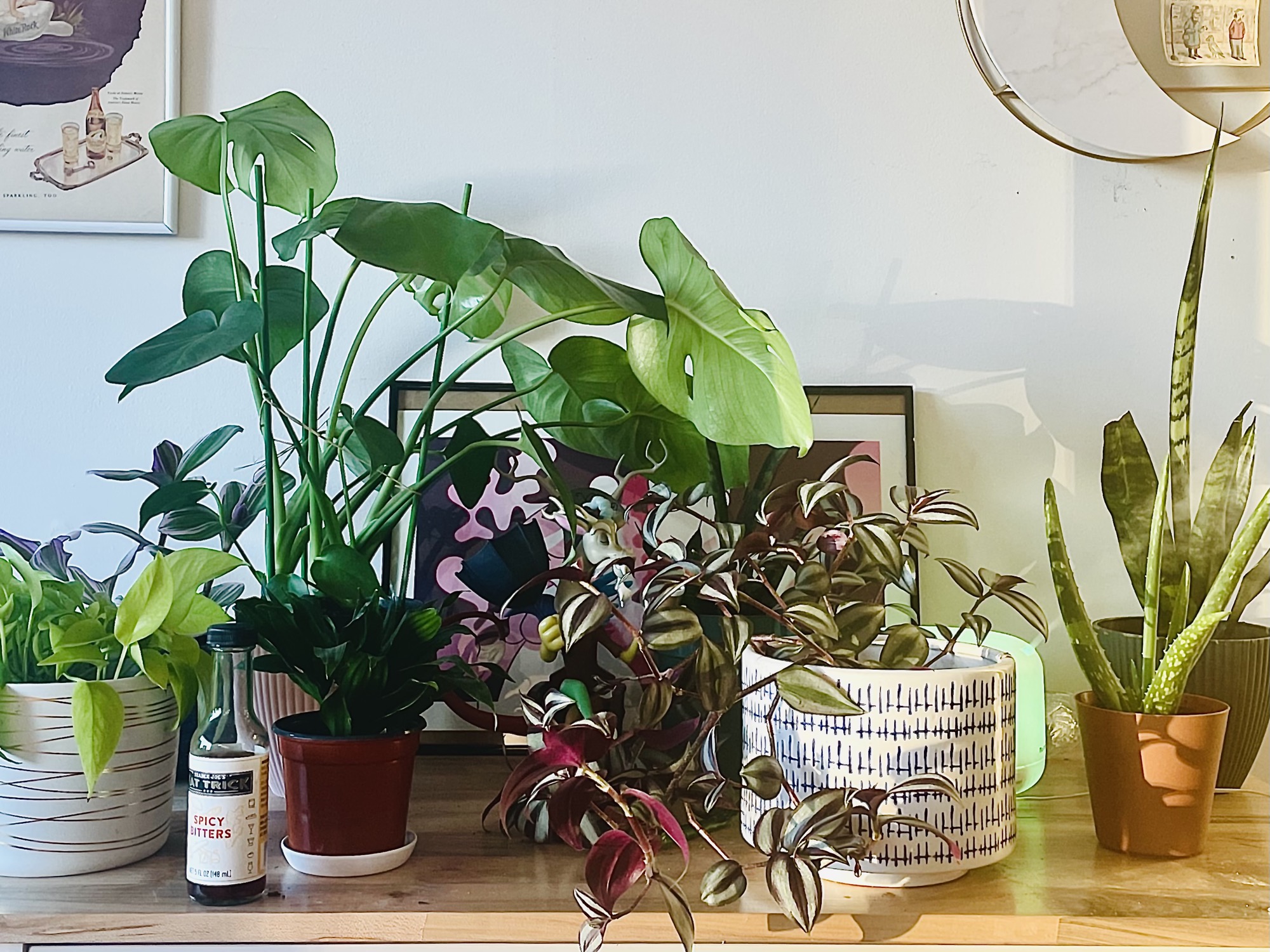 Purgatory: where new plants go until I decide where to put them. Every couple of weeks it’s like ...