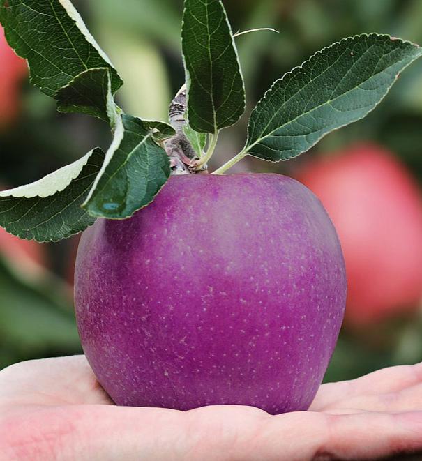 Purple Apple | Scrolller