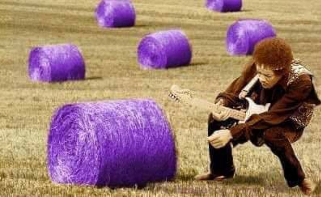 Purple haze | Scrolller