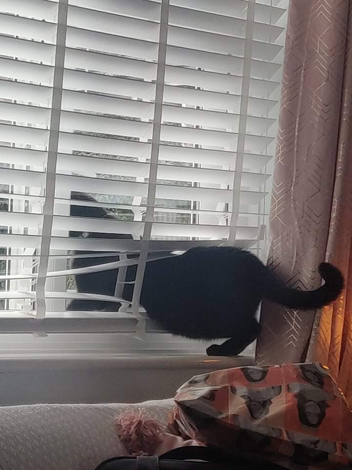 Pussy through the blinds | Scrolller