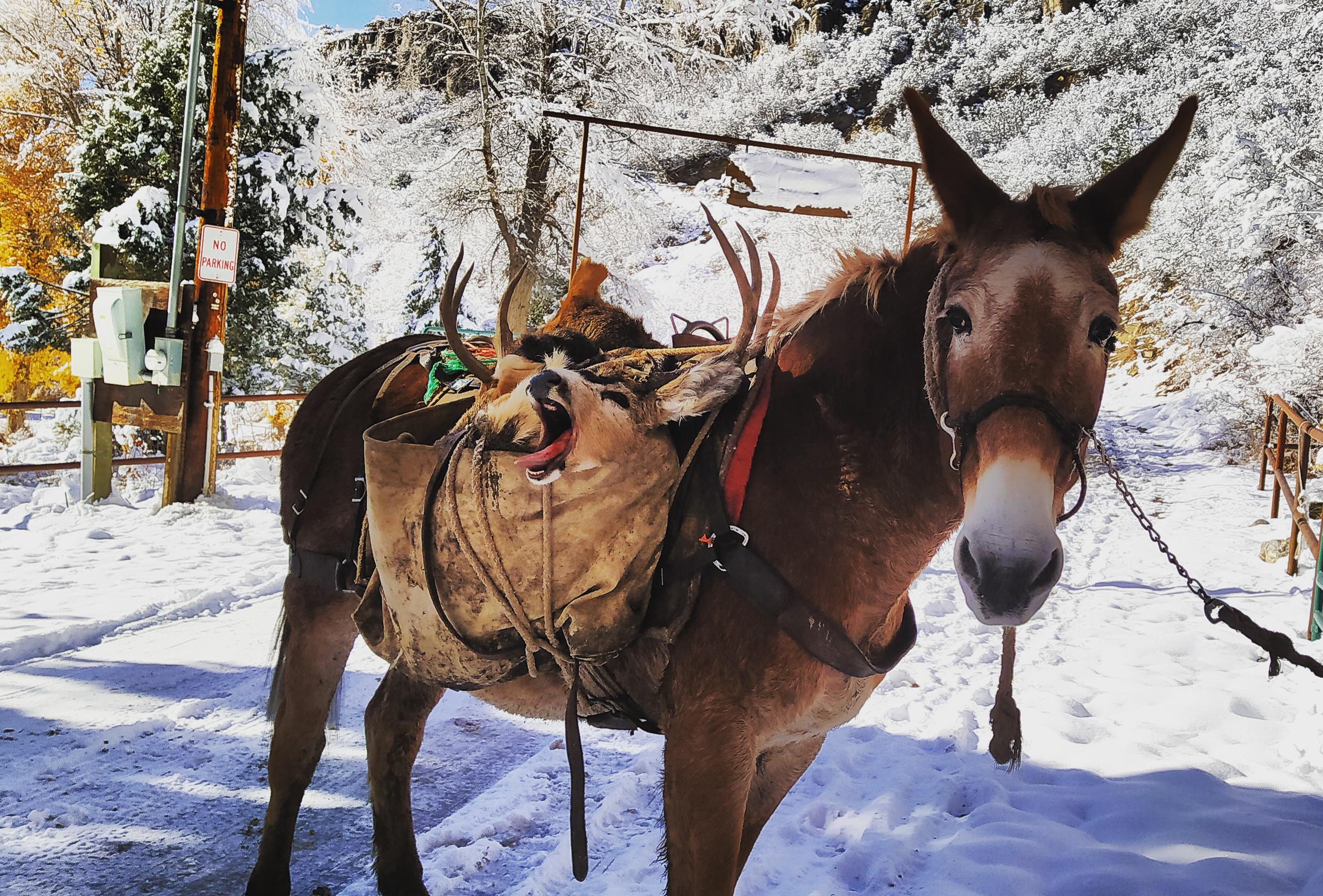 Putting the mule in western deer hunting | Scrolller