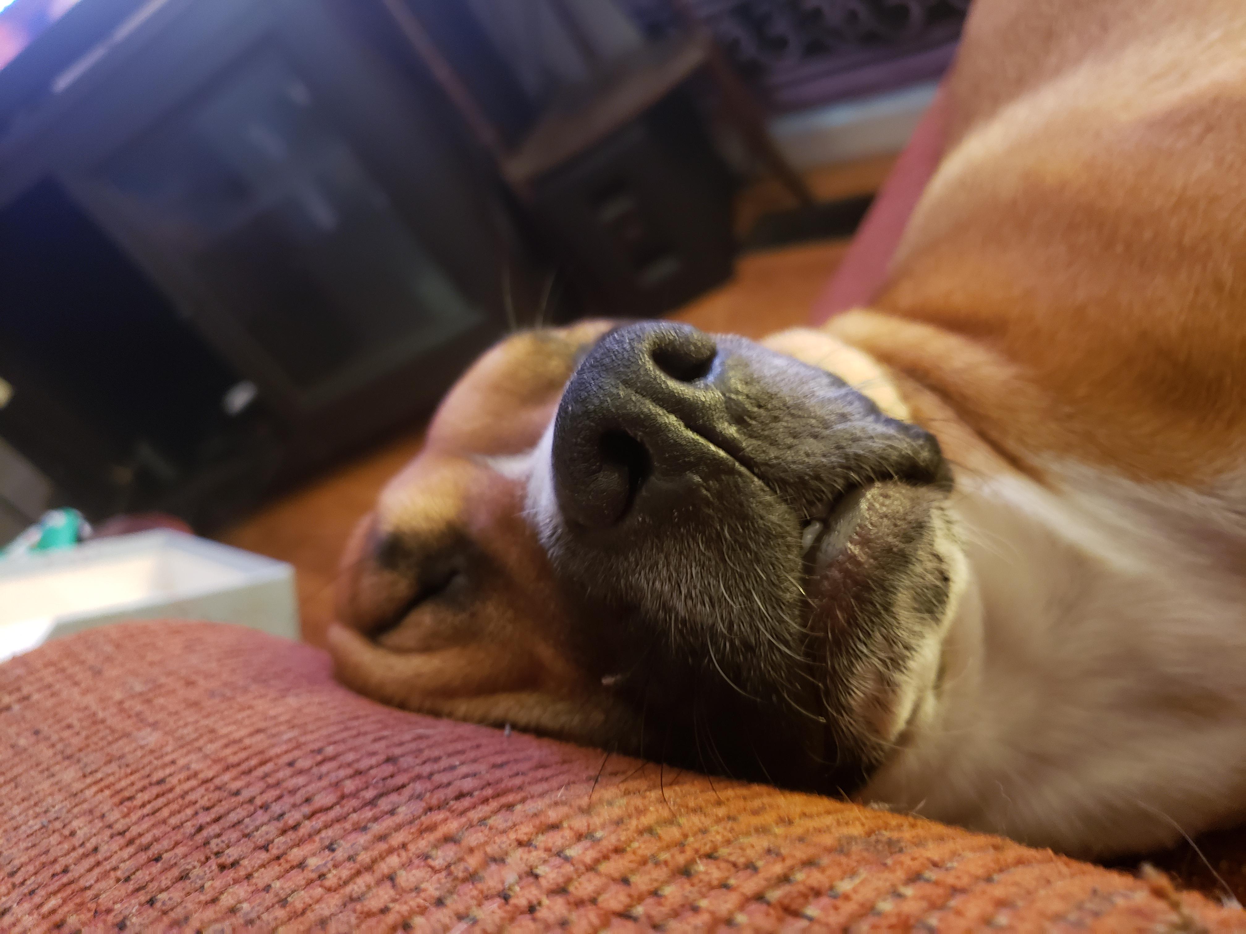 Quarantine couch naps | Scrolller