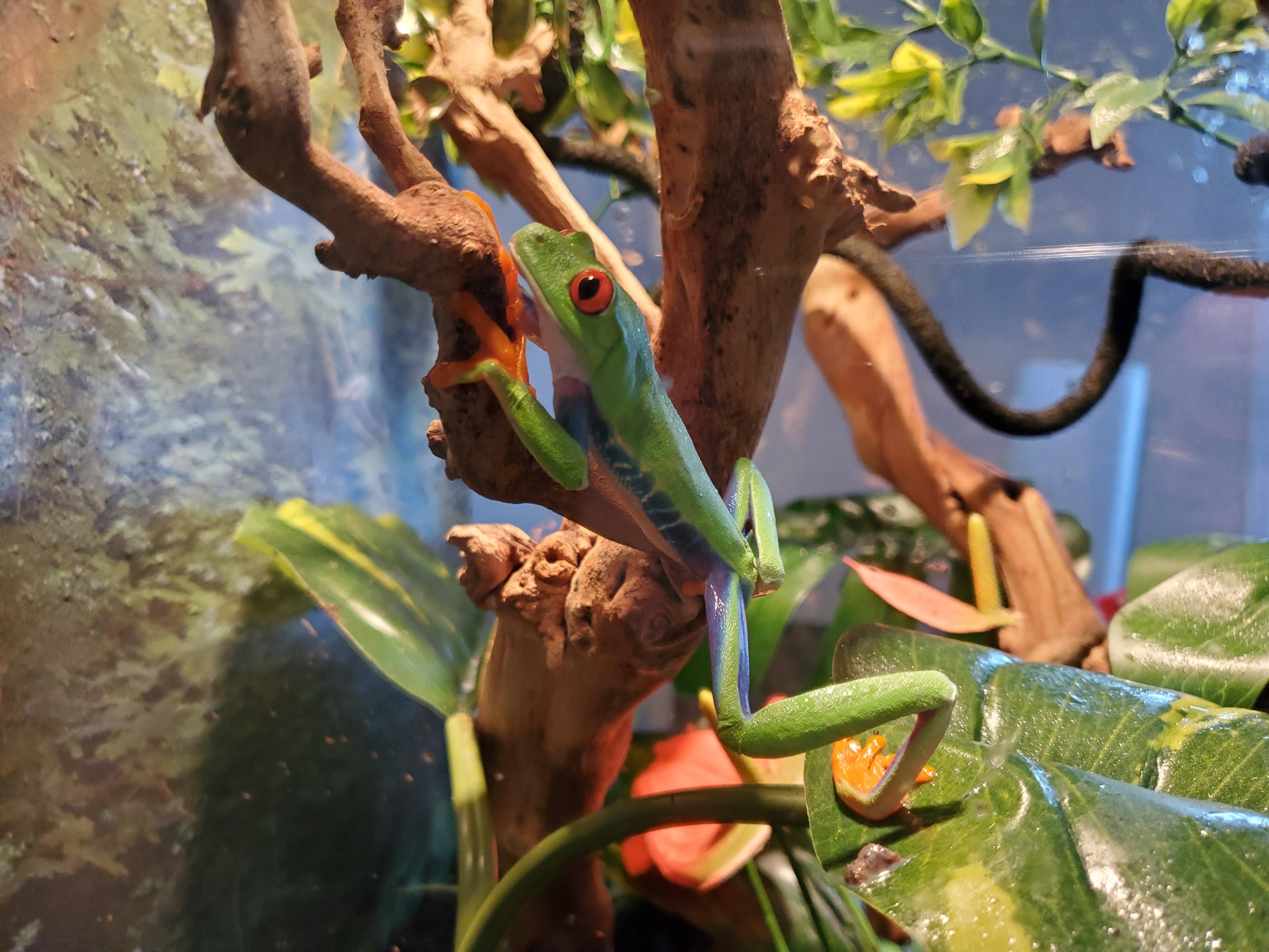 Queen Coco in all her leggy majesty | Scrolller