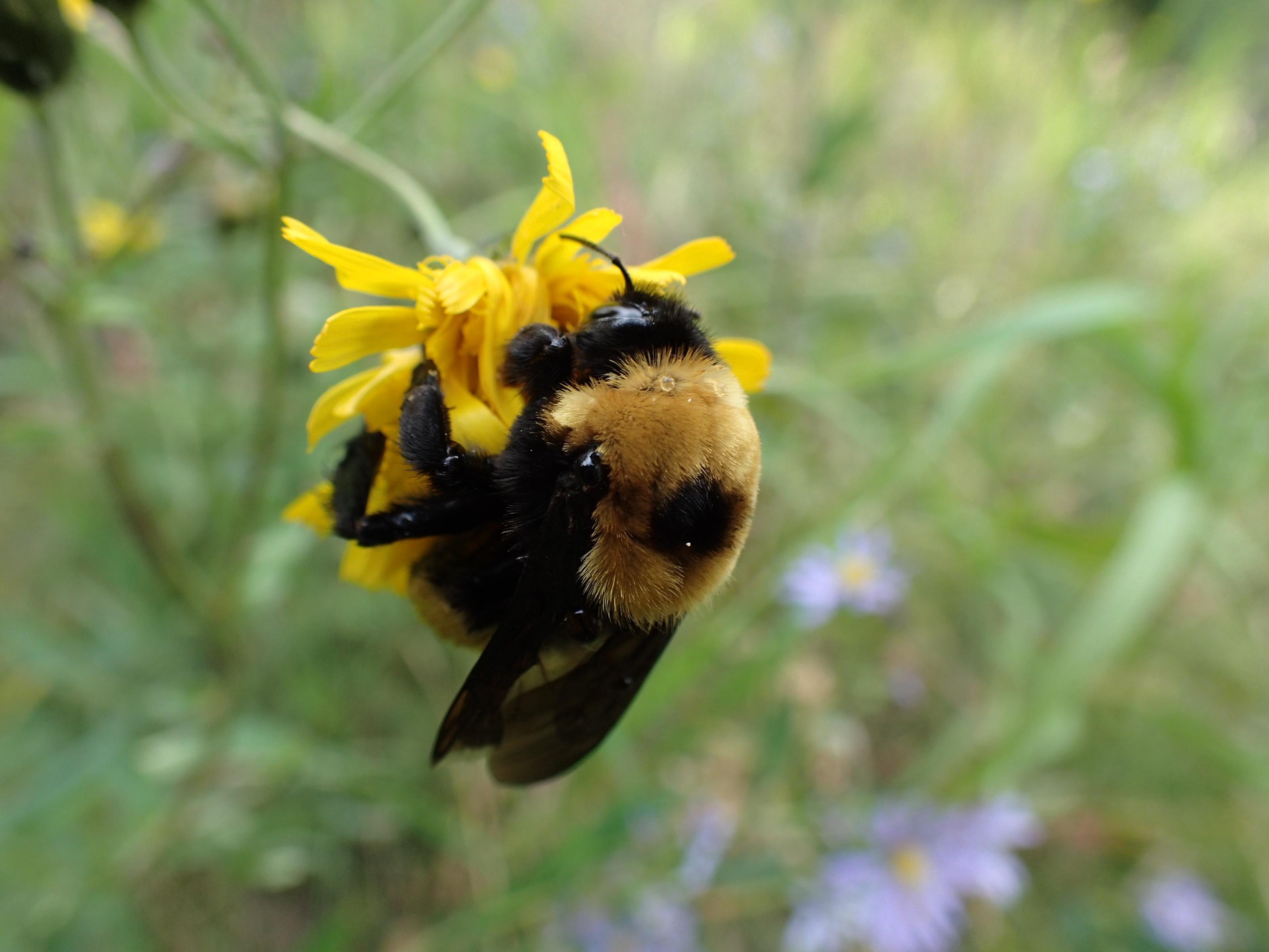 Queen Nevada Bumblebee | Scrolller