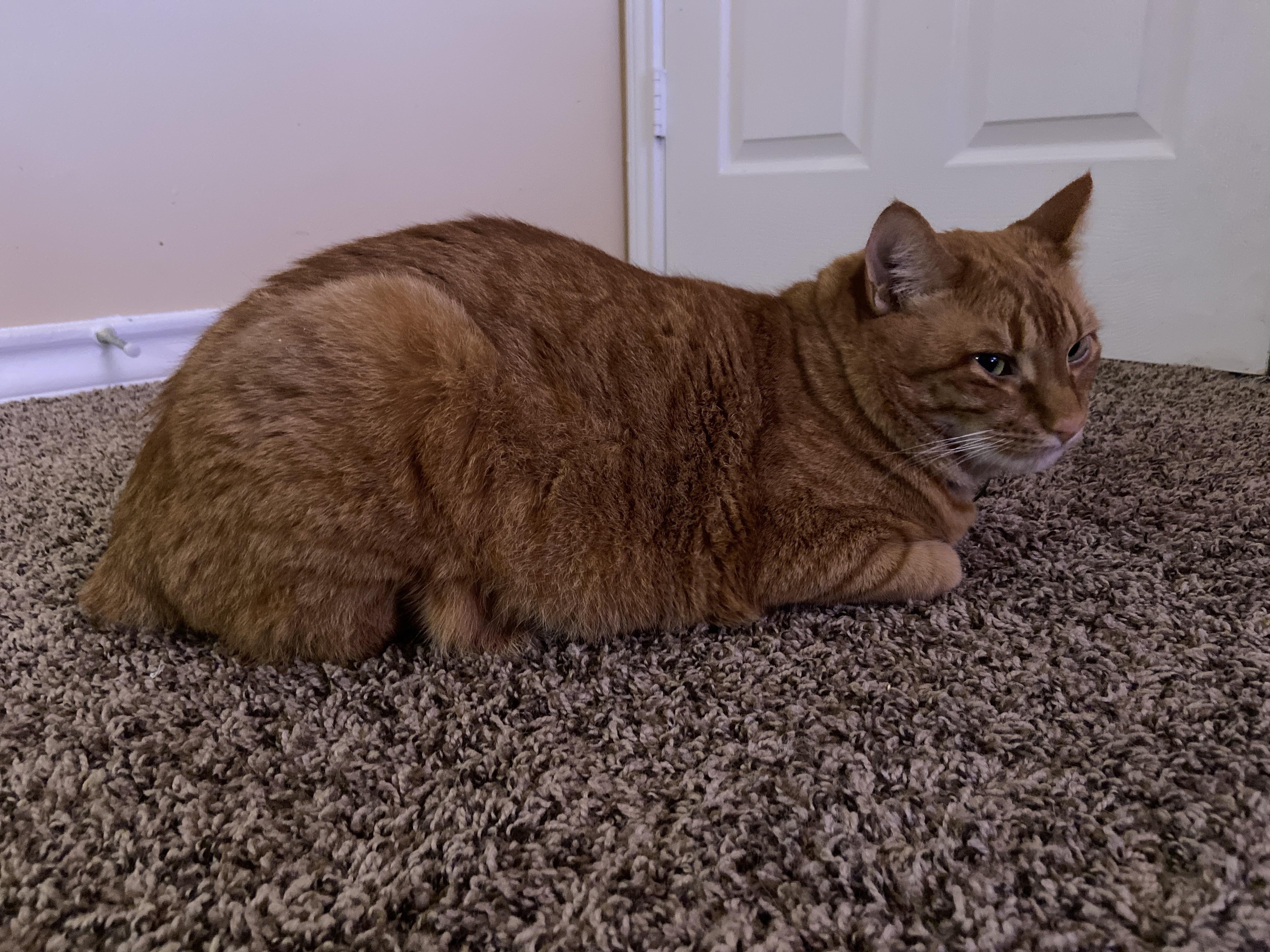 r/catswithnotails ! join me and my stubby hamilton to see more tail-less kitties. | Scrolller