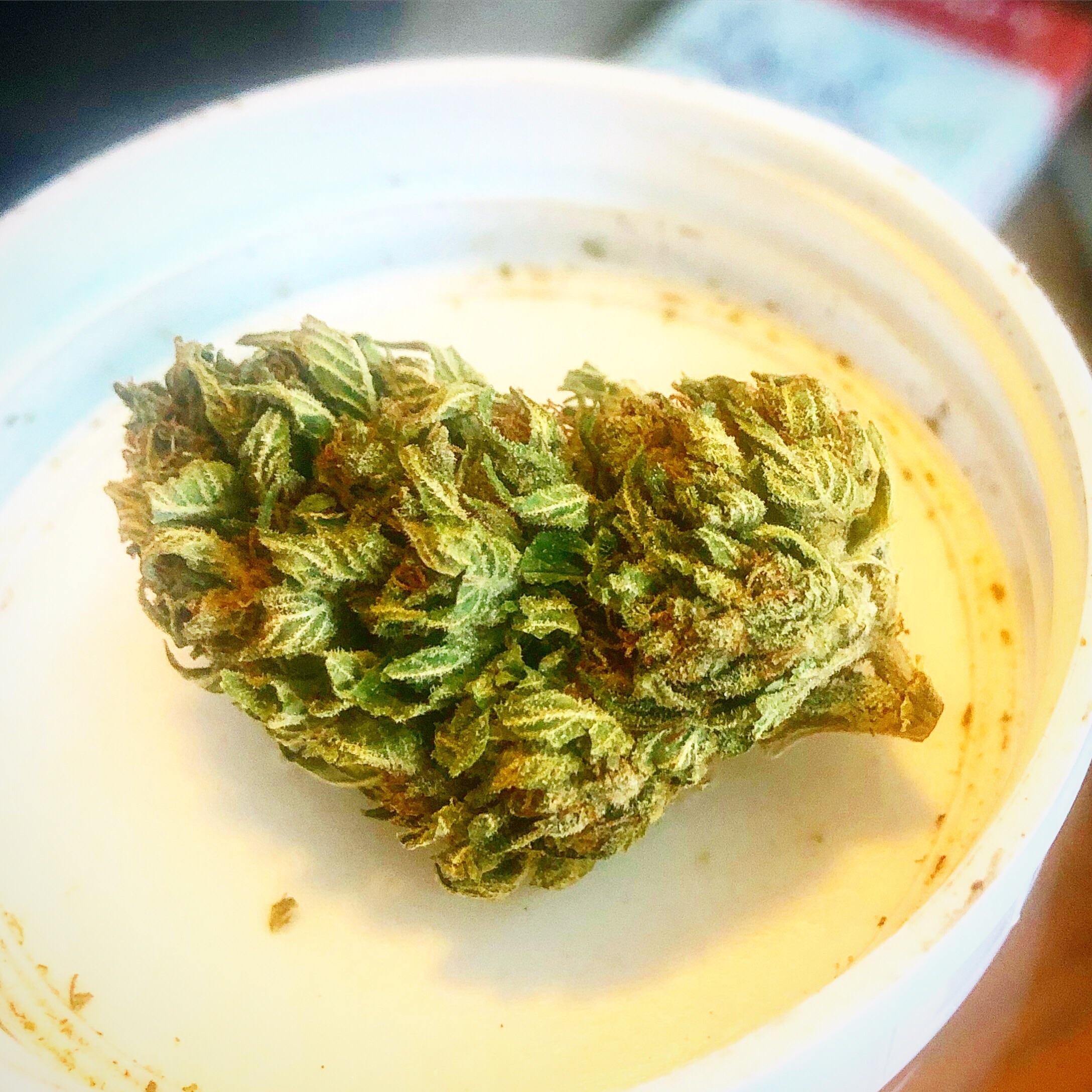 /r/Pavers is now a weed subreddit until we win a game. Happy 4/20. | Scrolller