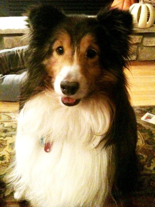 r/shelties, meet my best friend, Murphy! | Scrolller