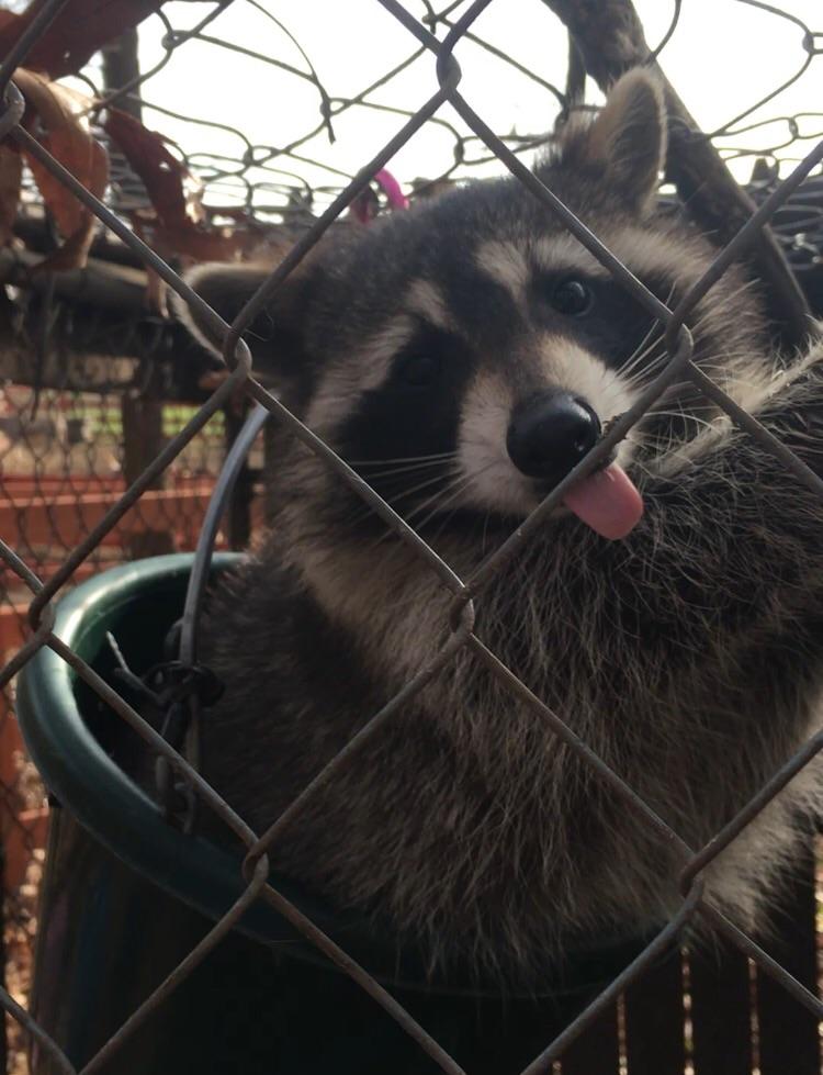 Raccoon Blup | Scrolller