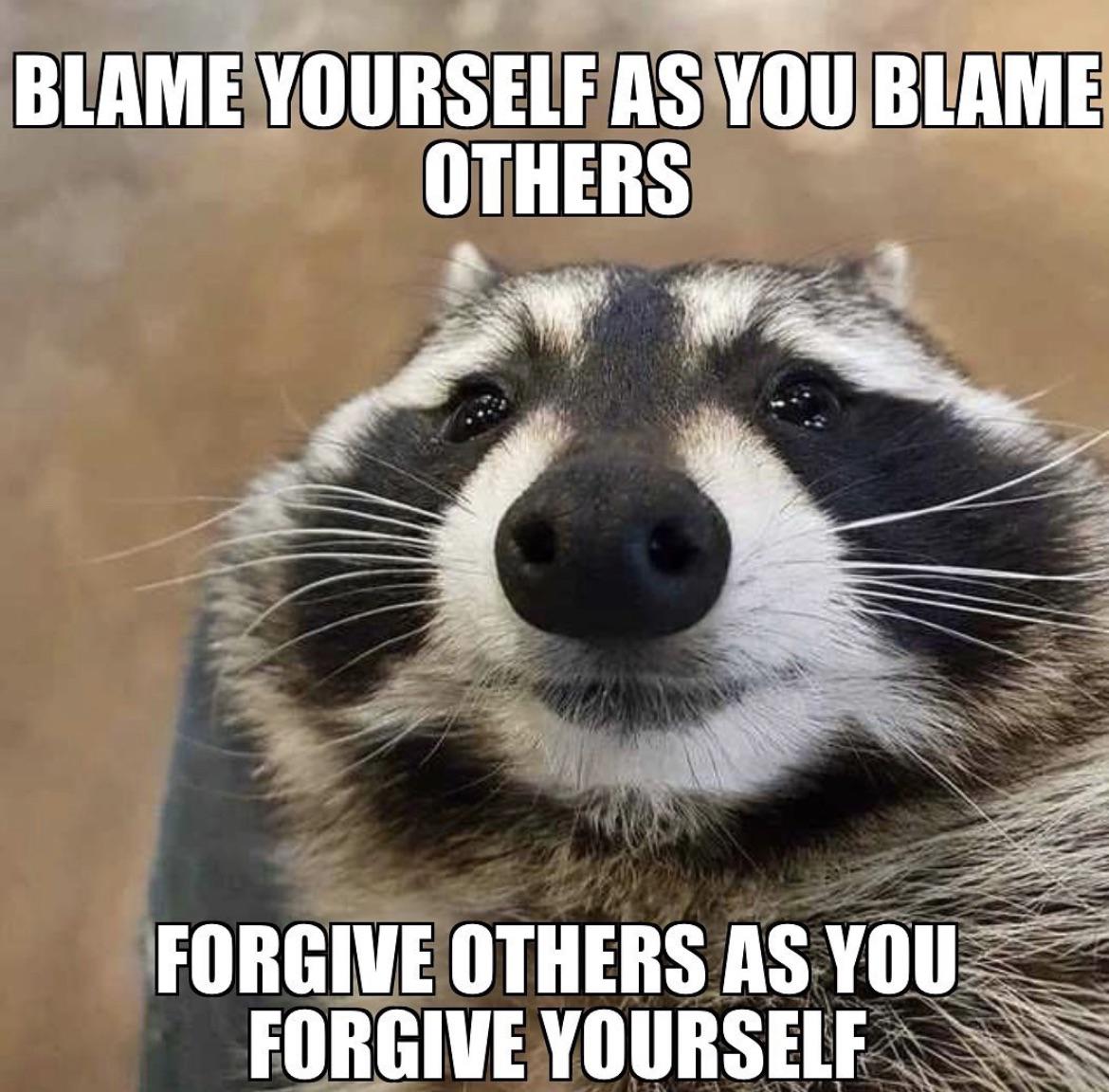 Raccoon wisdom | Scrolller