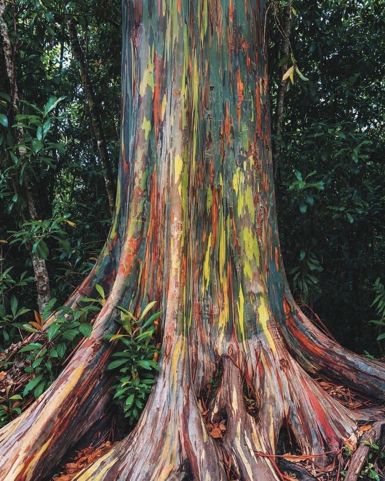 Rainbow Eucalyptus Tree | Scrolller