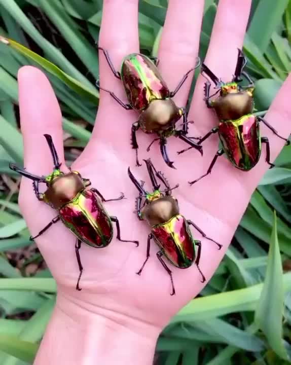 🔥 Rainbow stag beetles | Scrolller