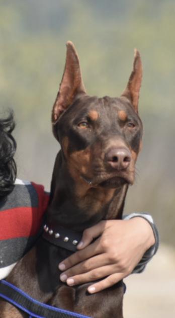 Rambo sniffing the air! Sry for low resolution! | Scrolller