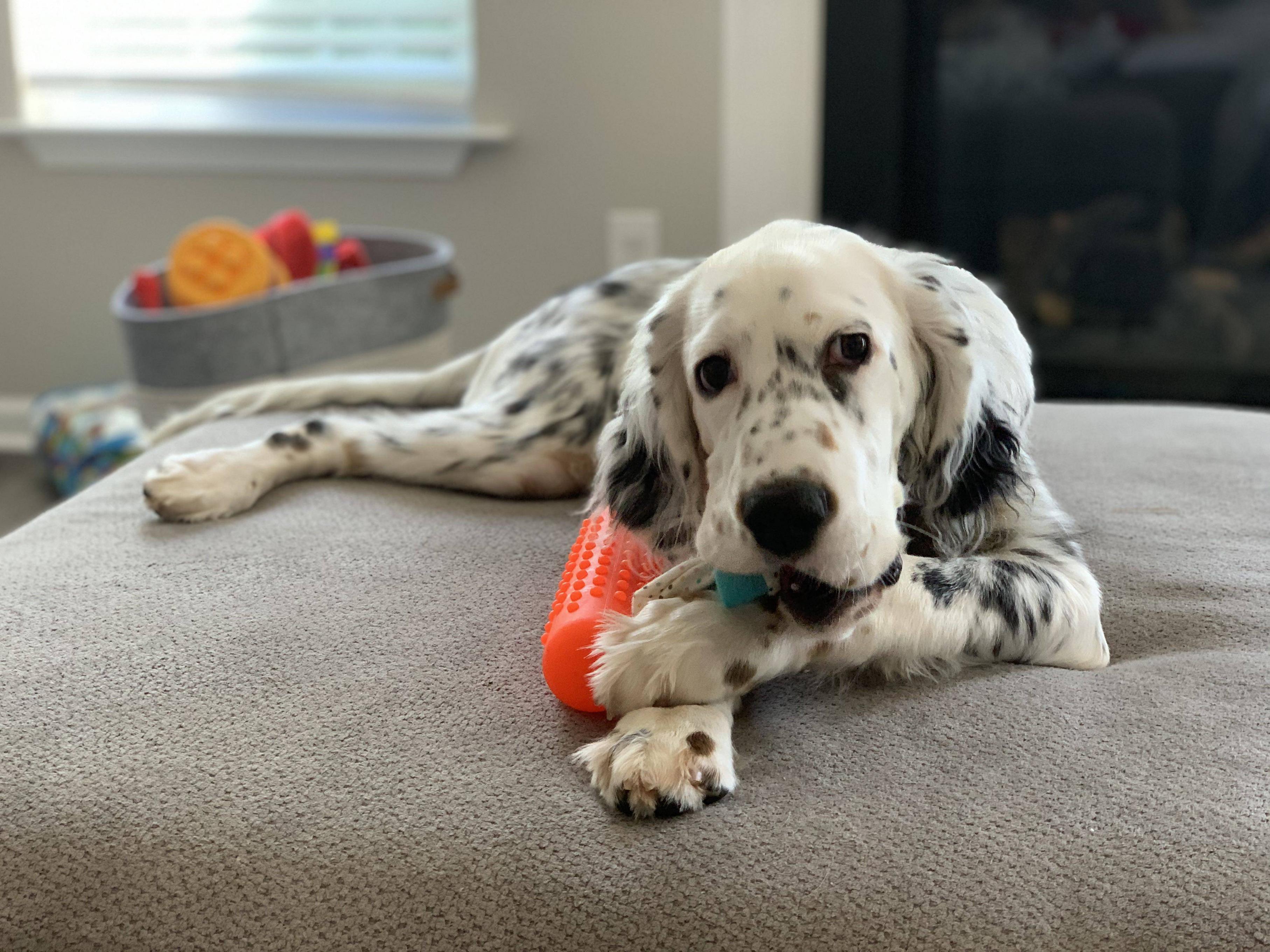 Rare calm couch moment | Scrolller