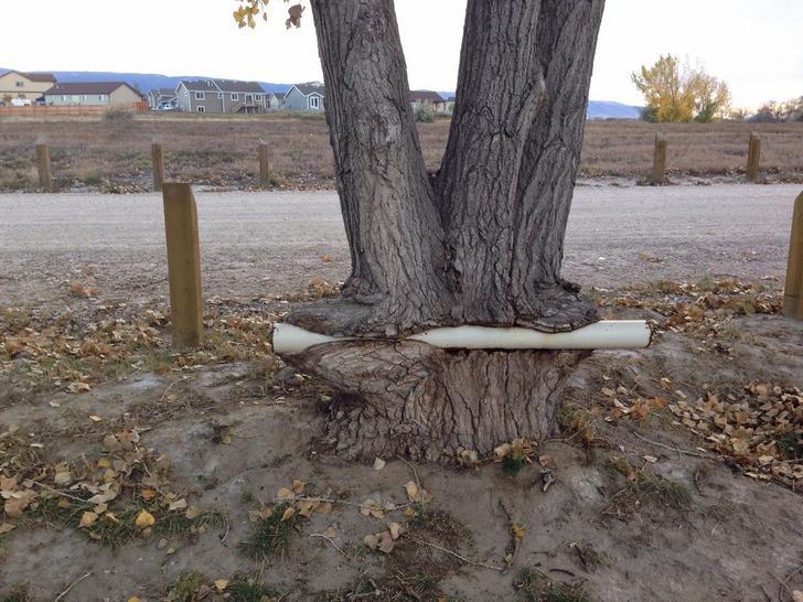 Rare pic of conjoined twins eating. | Scrolller