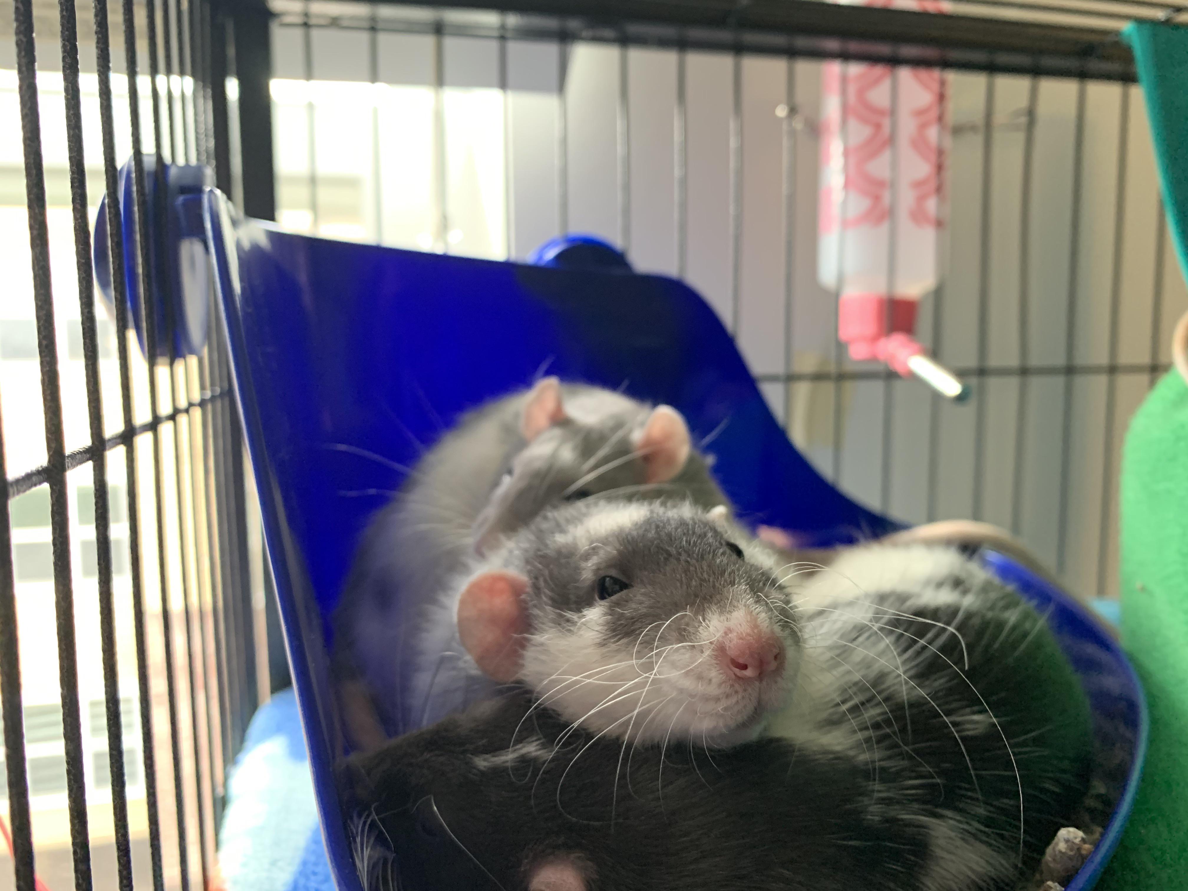 Rat pile in the litter box of course 🙄 | Scrolller